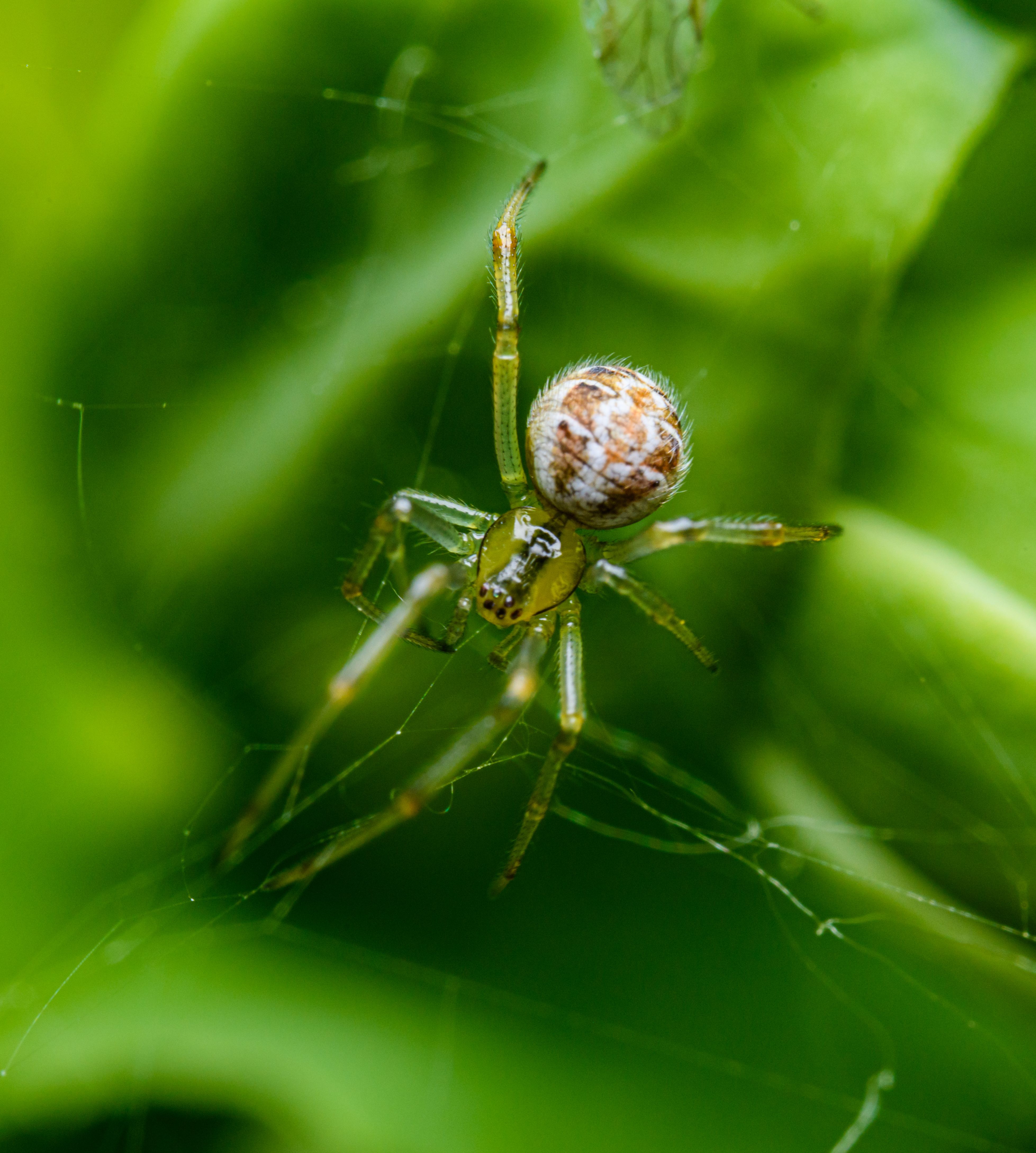 Translucent Green Spider with a Brown Abdomen · Free Stock Photo