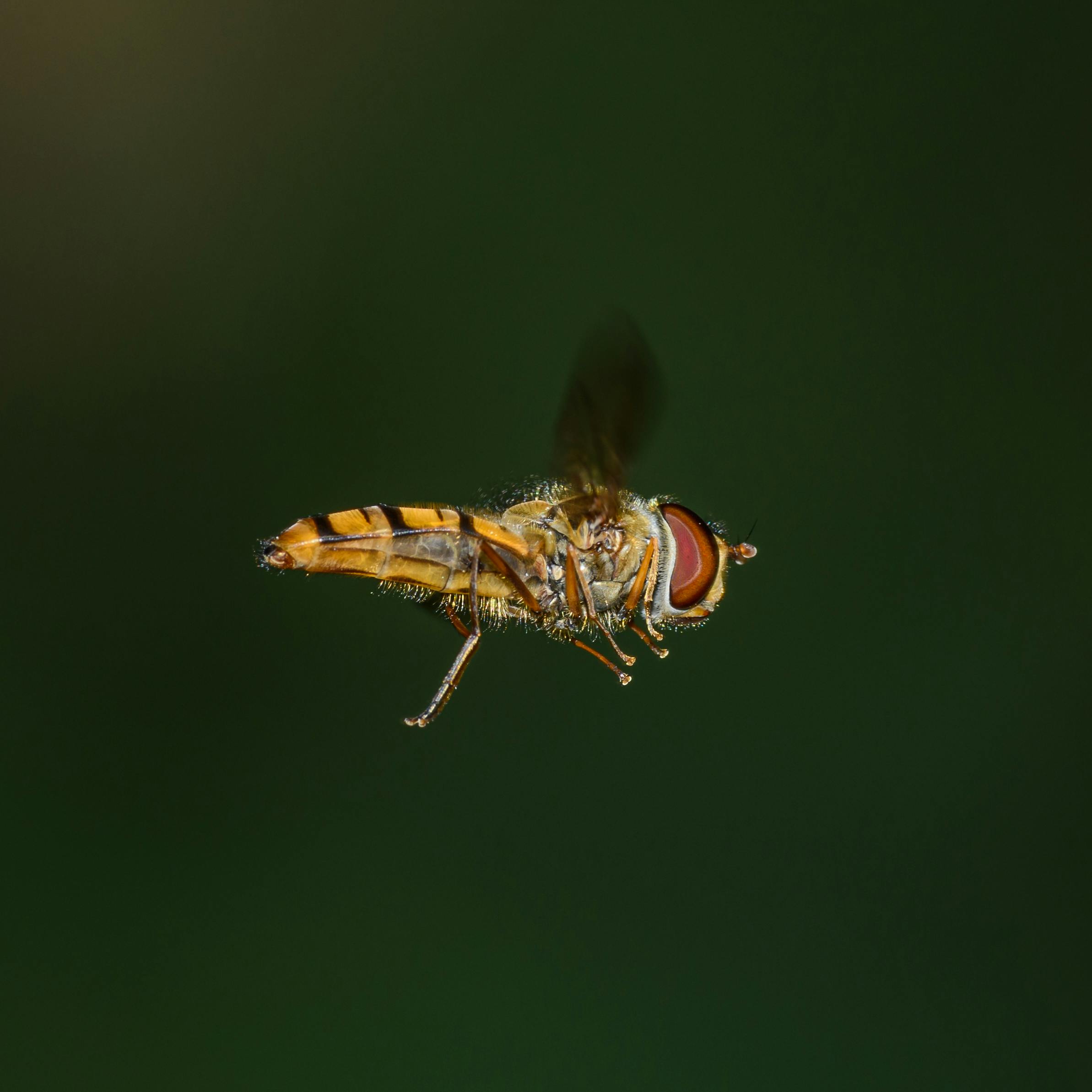 Close-up of a Hoverfly Flying · Free Stock Photo