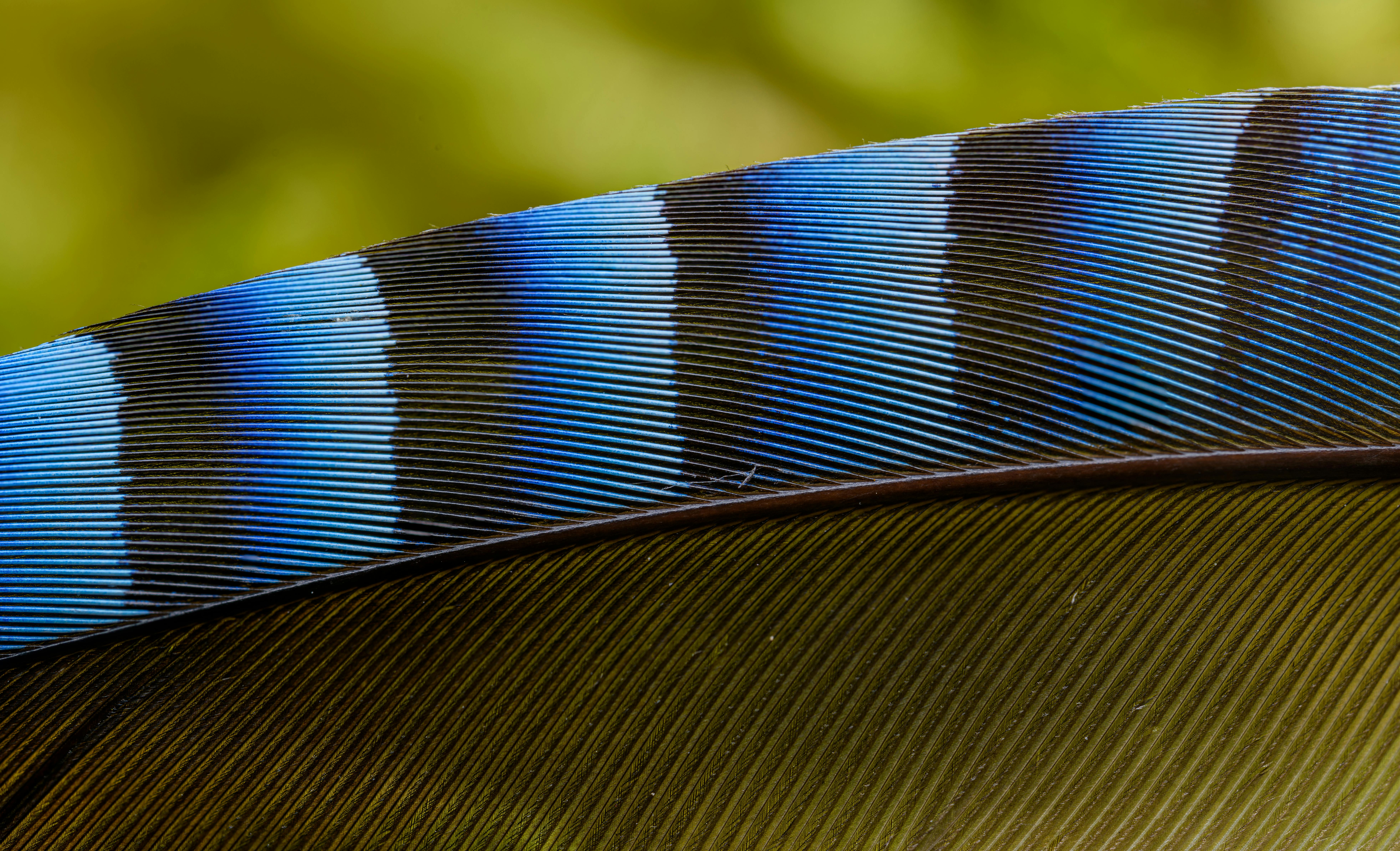 Close-Up Photo of Feathers · Free Stock Photo