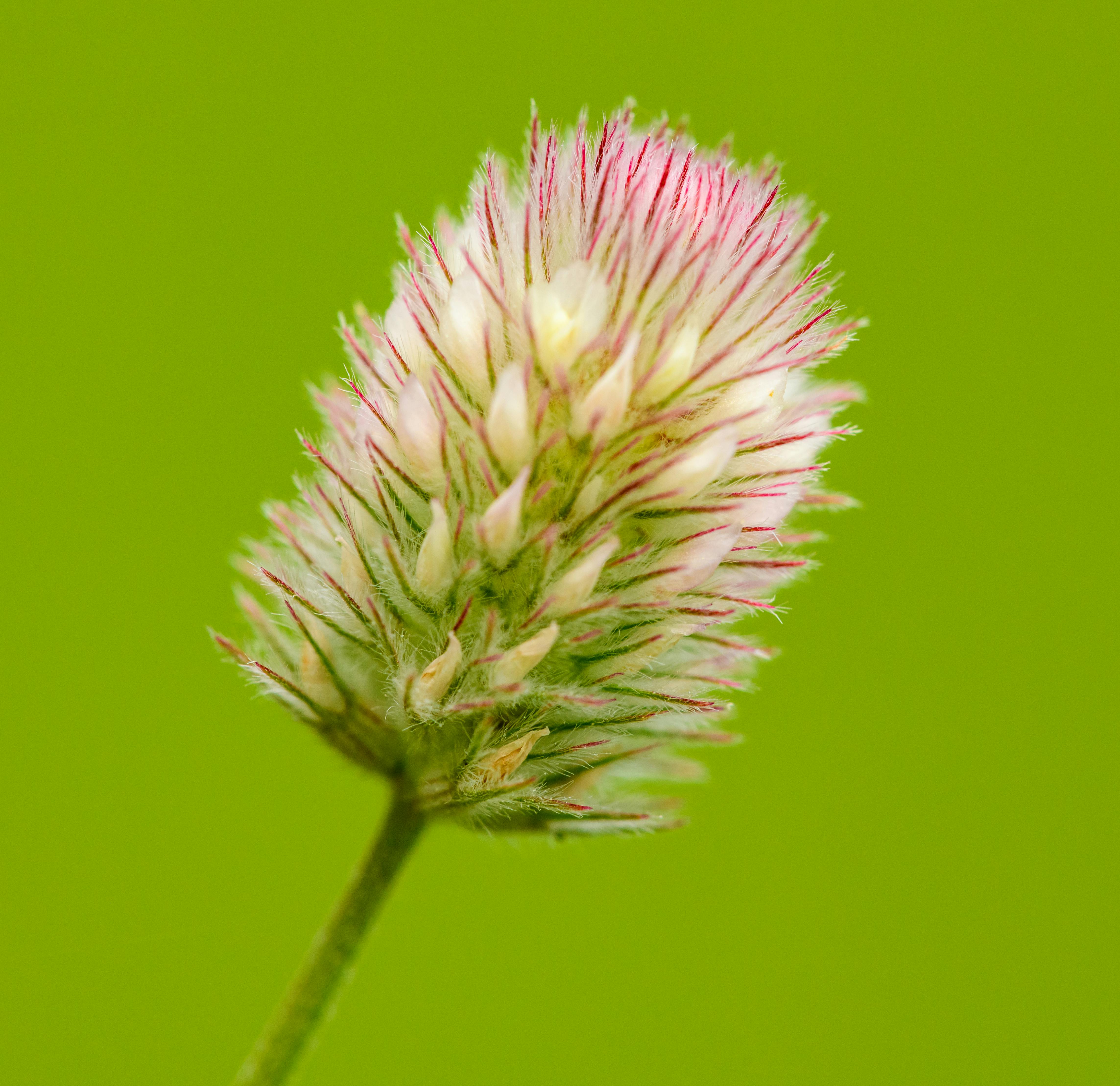 Stone Clover Photos, Download The BEST Free Stone Clover Stock Photos ...