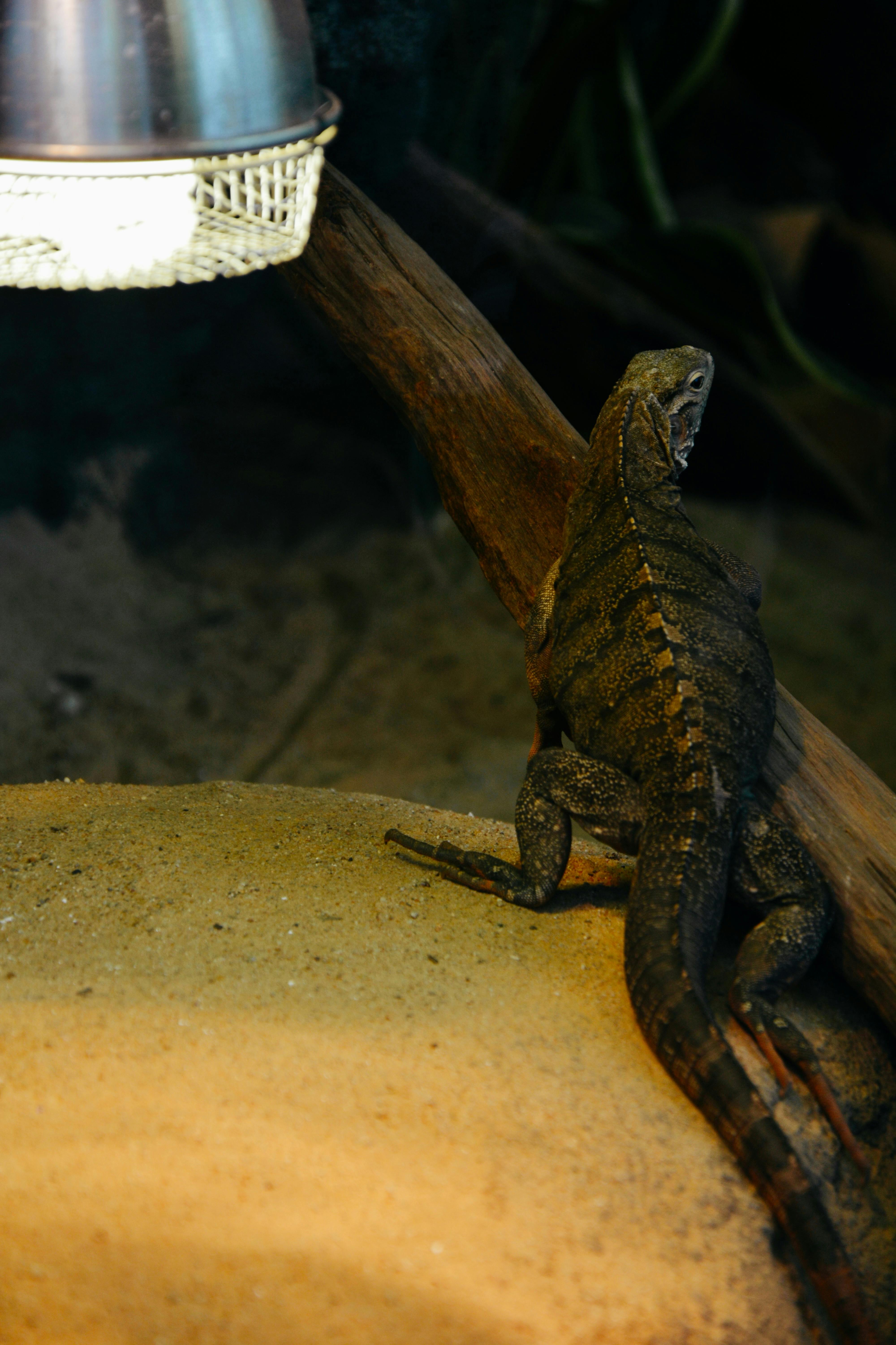 Dry Back Skin Photos, Download The BEST Free Dry Back Skin Stock Photos ...