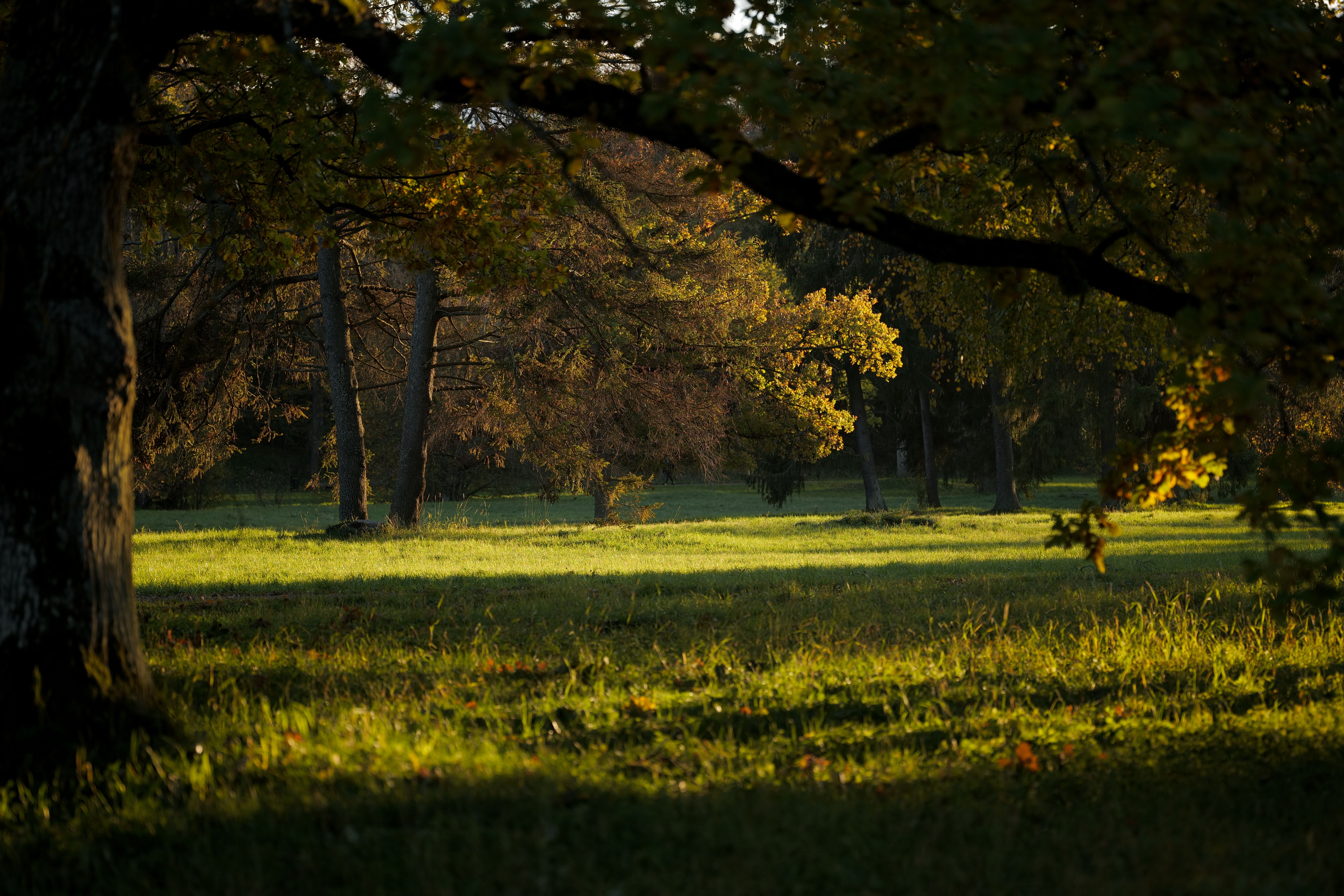 Beautiful Afternoon In the Park · Free Stock Photo