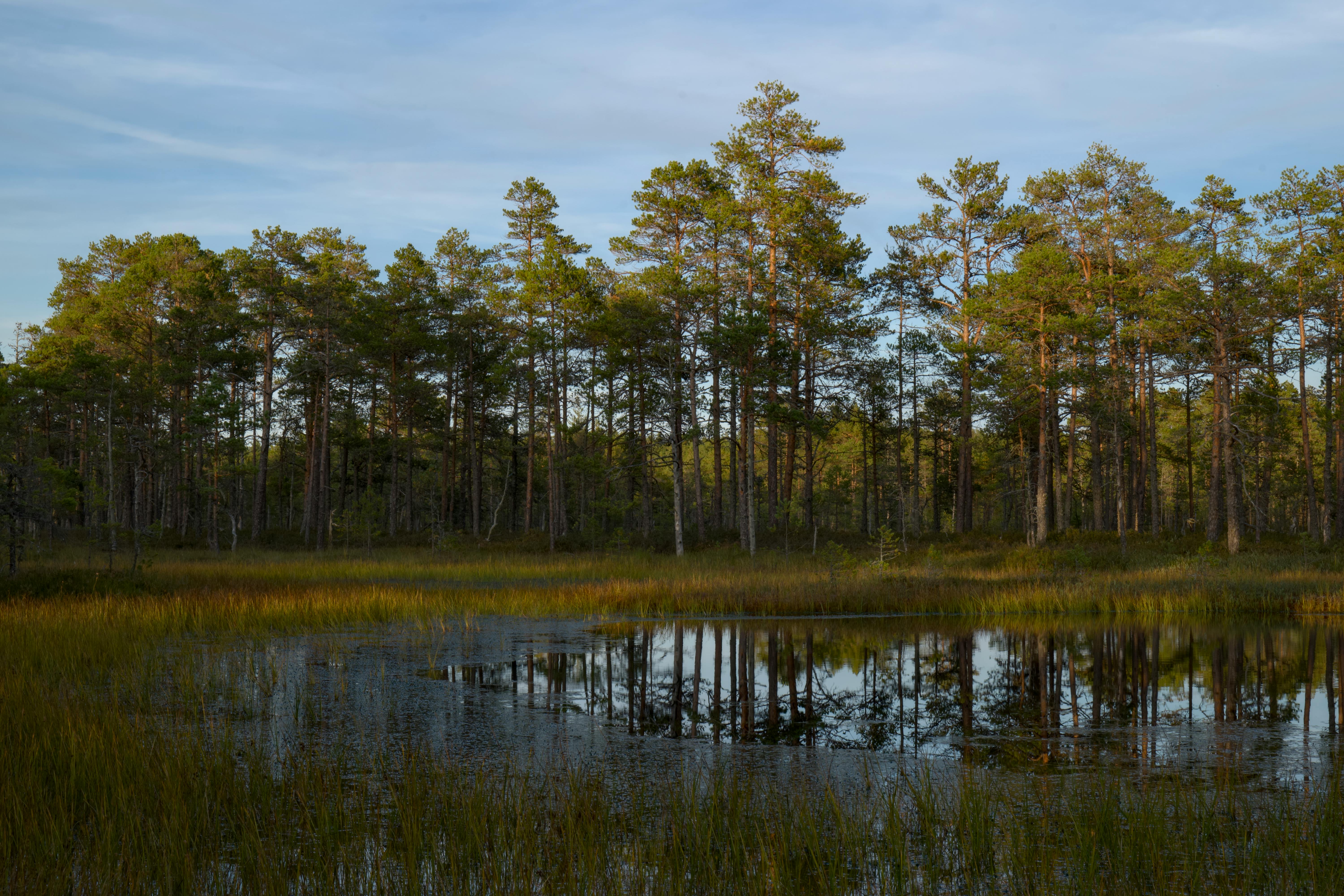 Pond in Forest · Free Stock Photo