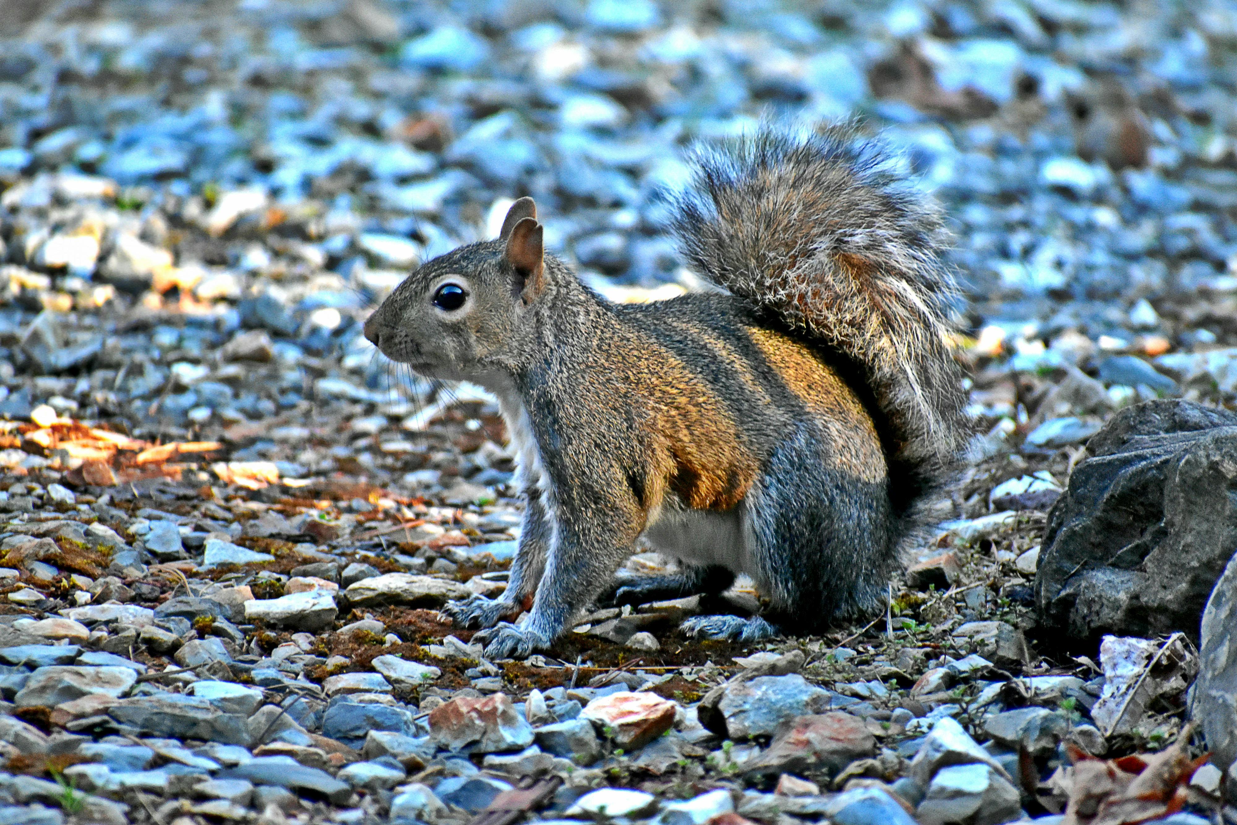 Squirrels 2 Photos & Videos Collected by Grayson Smith
