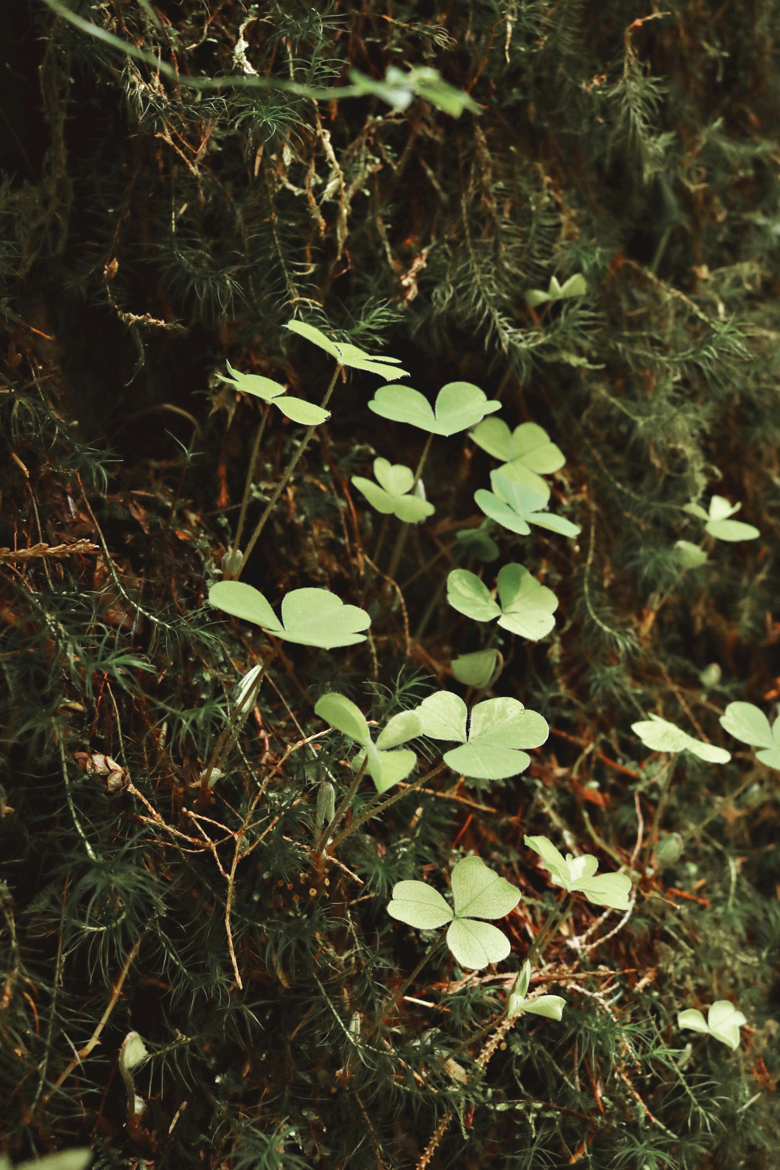 Green Clover · Free Stock Photo