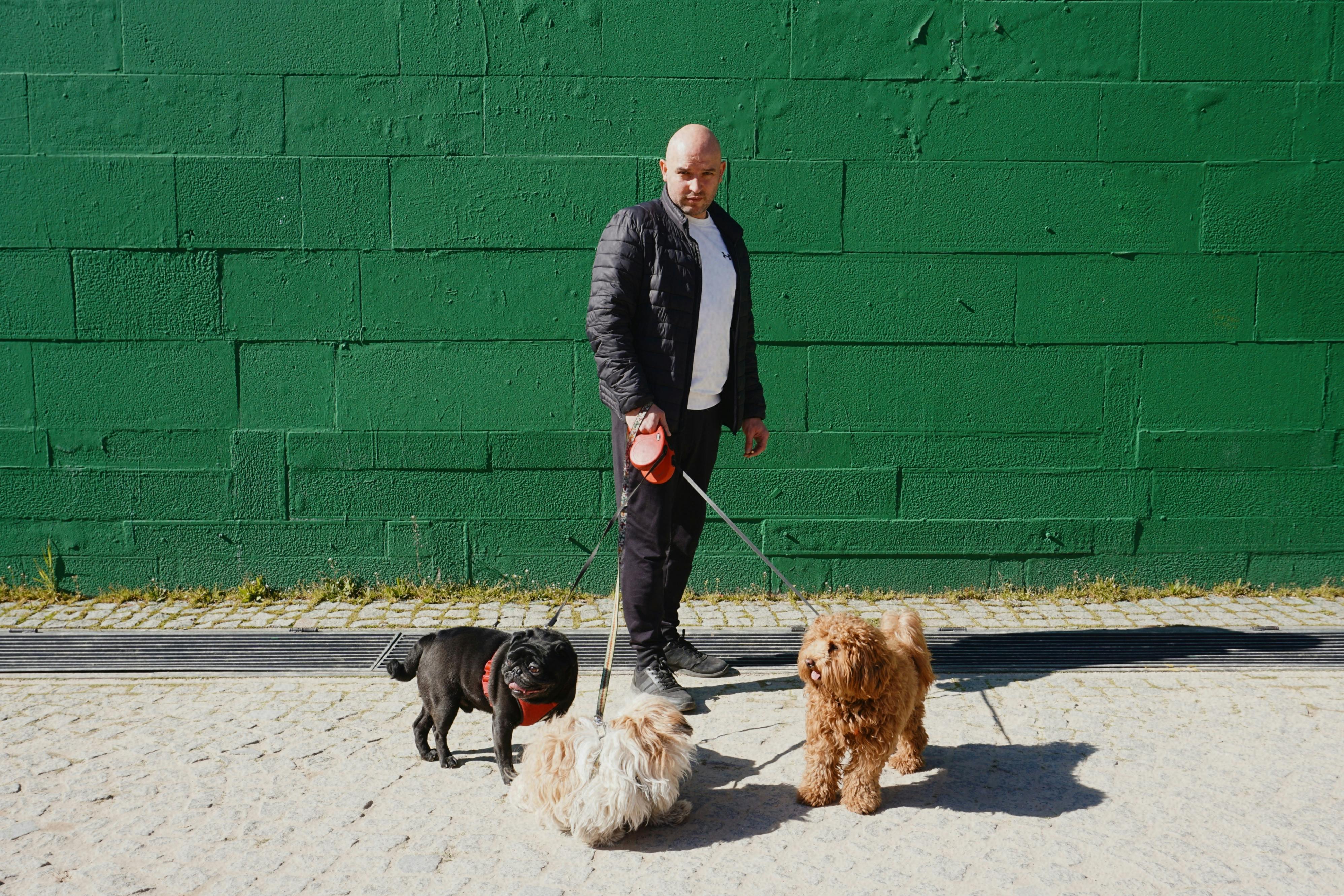 Bald Man with Dogs on Leashes Standing by Green Wall · Free Stock Photo