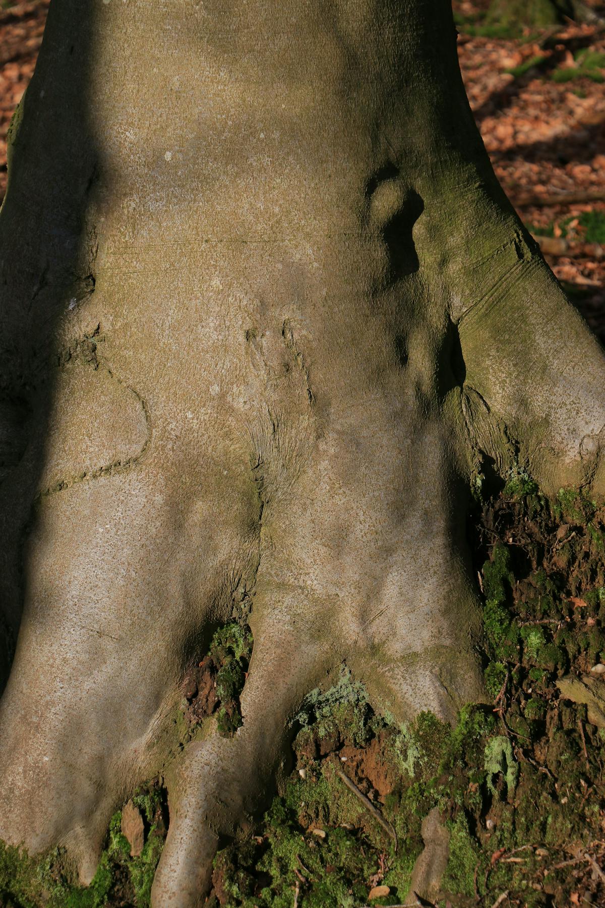 Tree Roots Photos, Download The BEST Free Tree Roots Stock Photos & HD ...