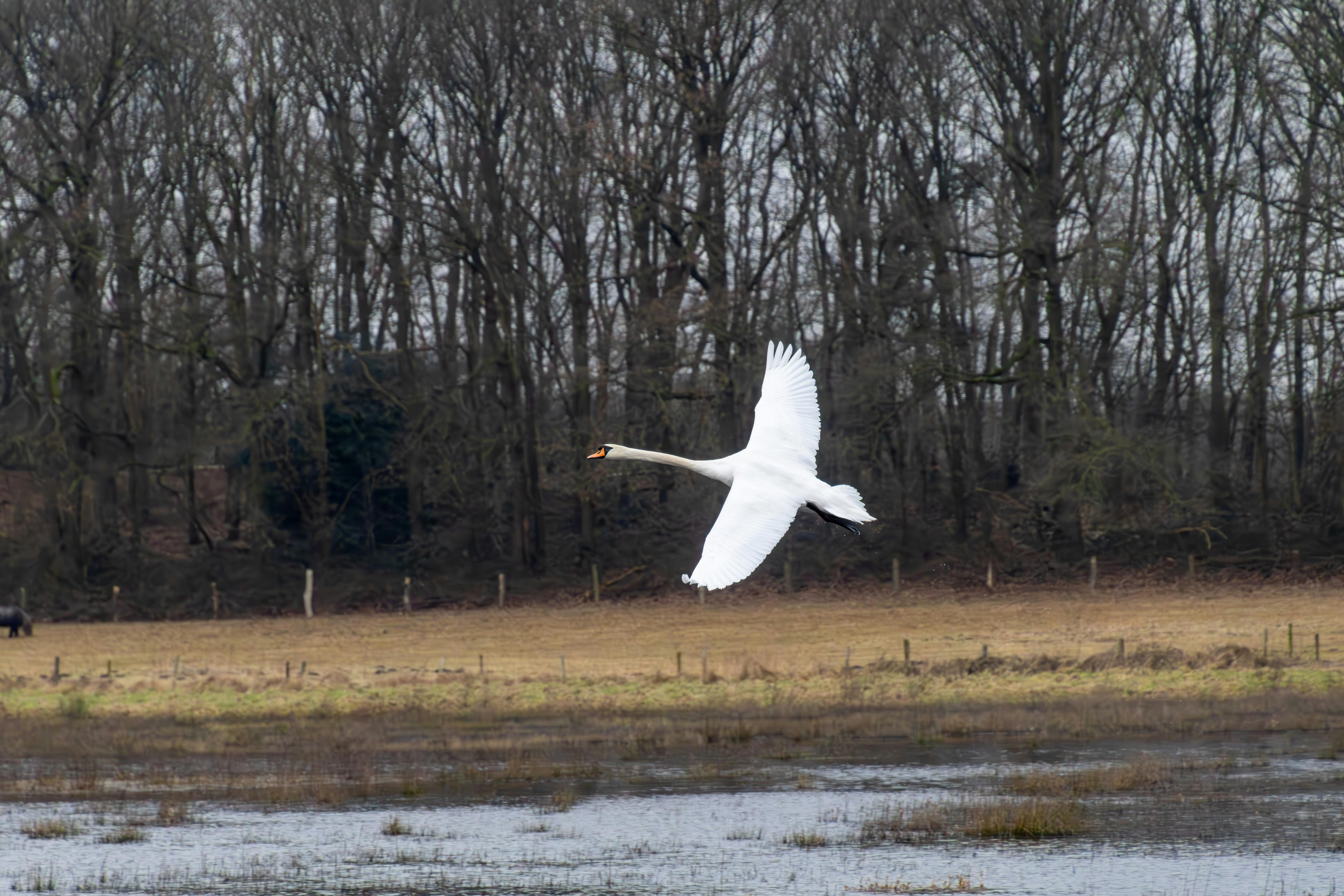 Goose Flying over Swamp · Free Stock Photo
