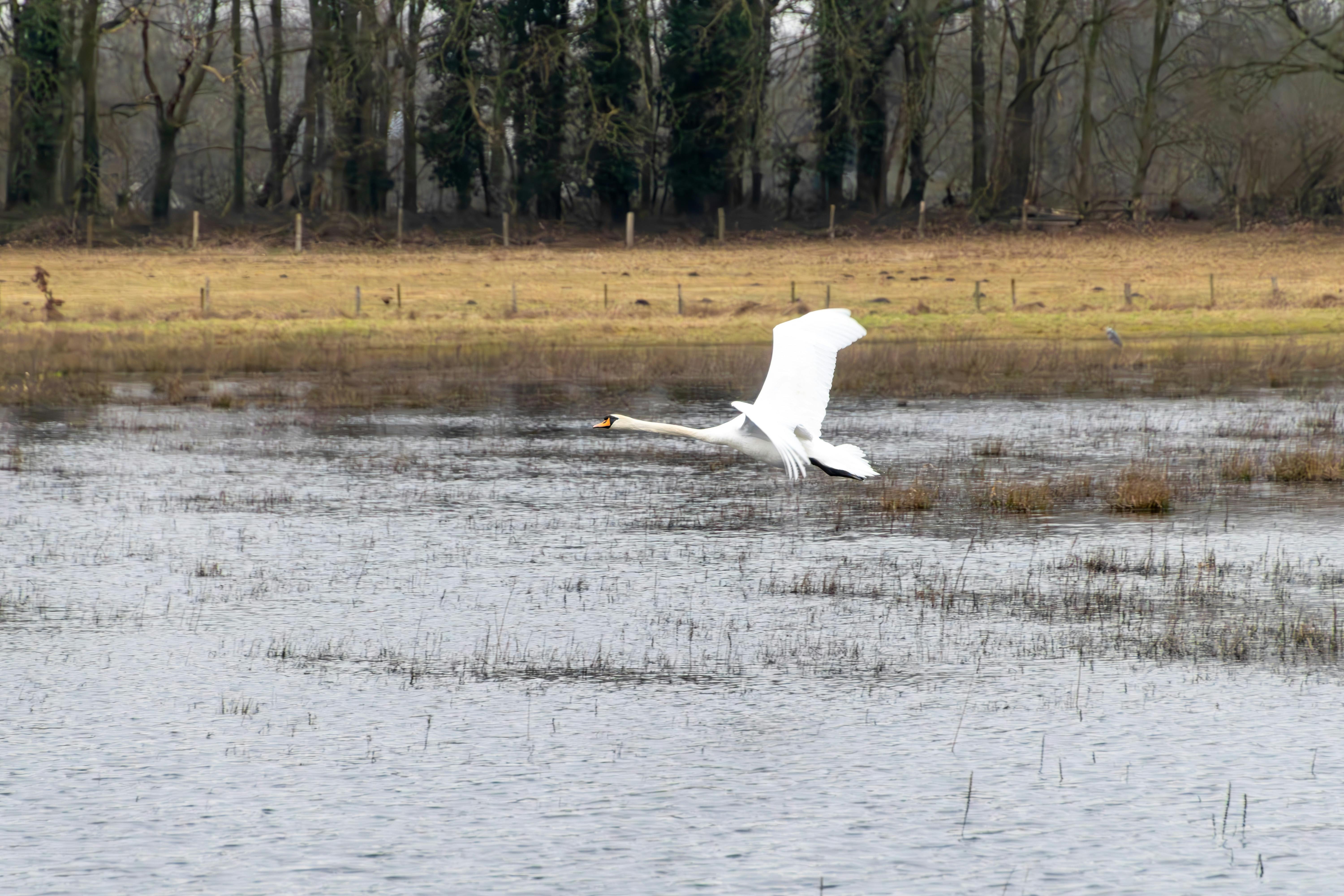 Mute Swan Flying over Marsh · Free Stock Photo