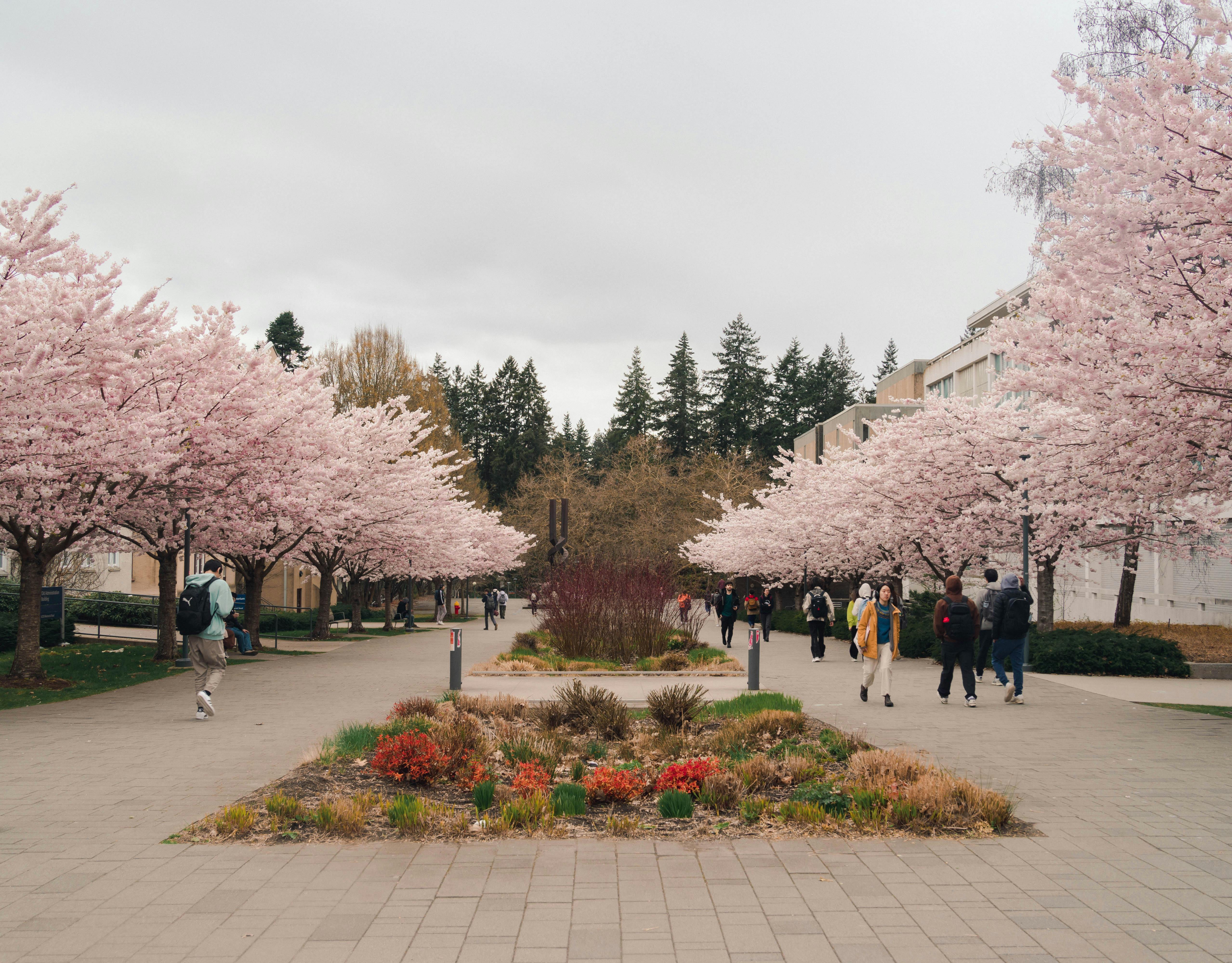 People walk through a park with cherry blossoms · Free Stock Photo