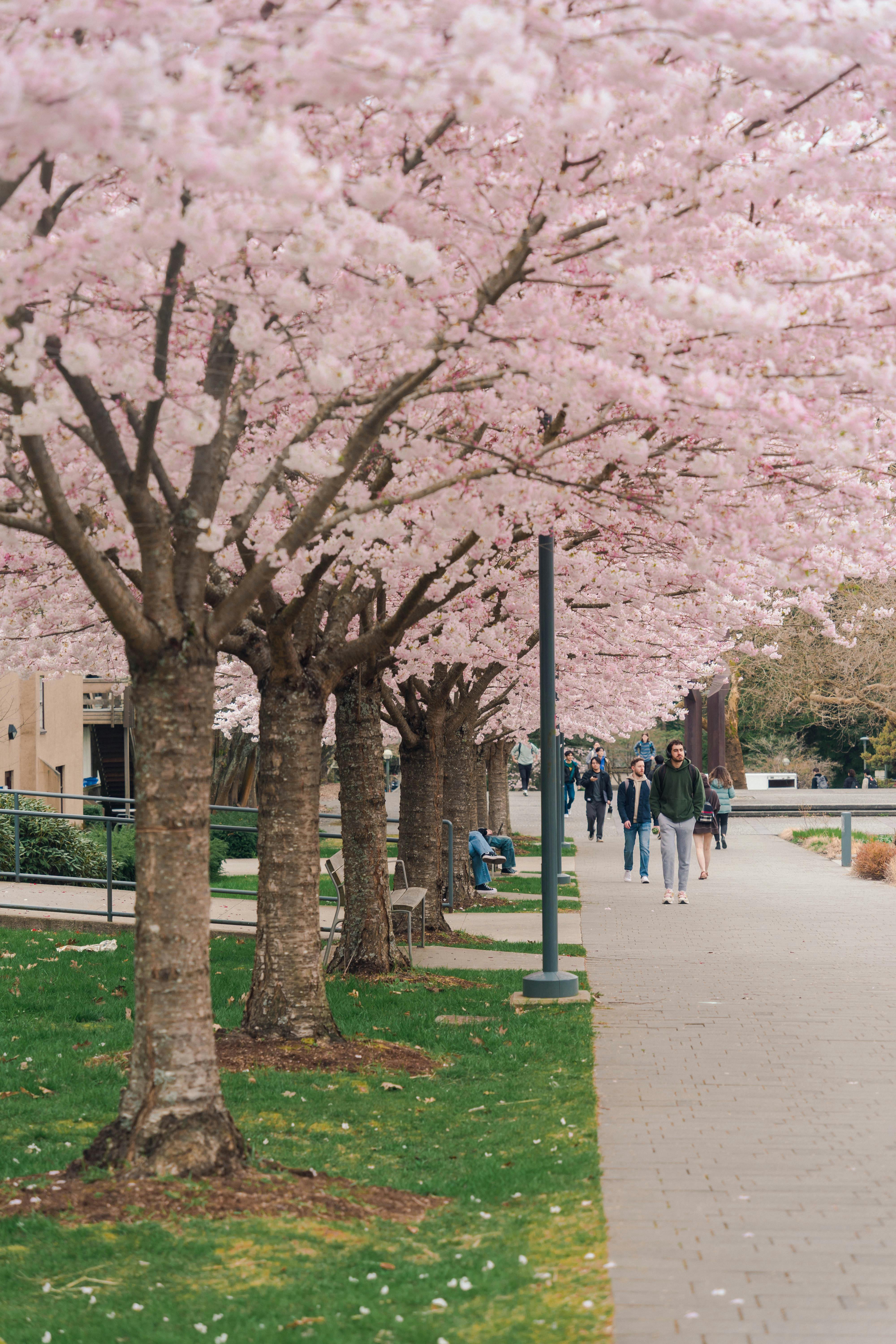 Cherry Blossoming Trees by Walkway · Free Stock Photo