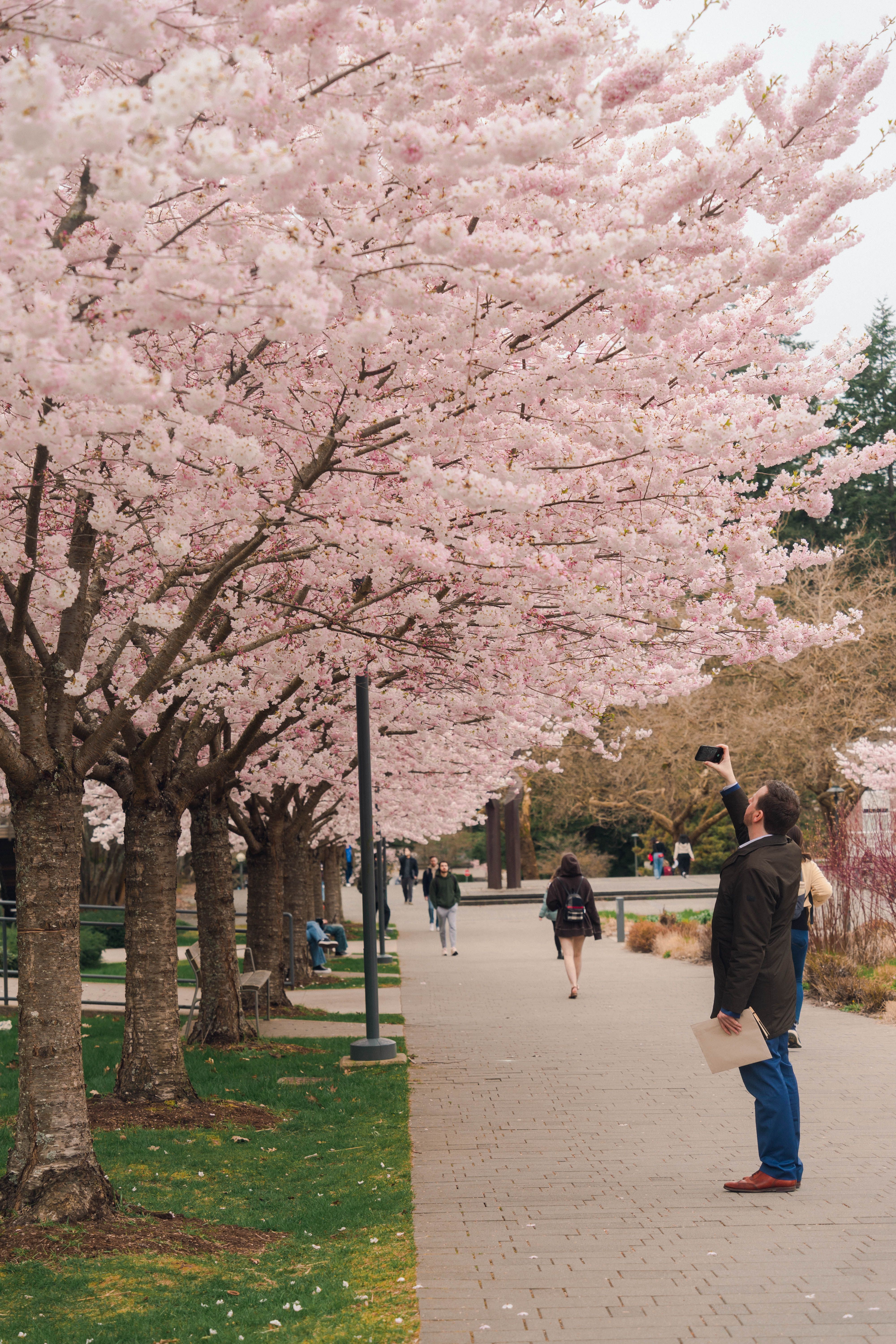 Man Taking Photo of Cherry Blossom on Trees in Spring · Free Stock Photo