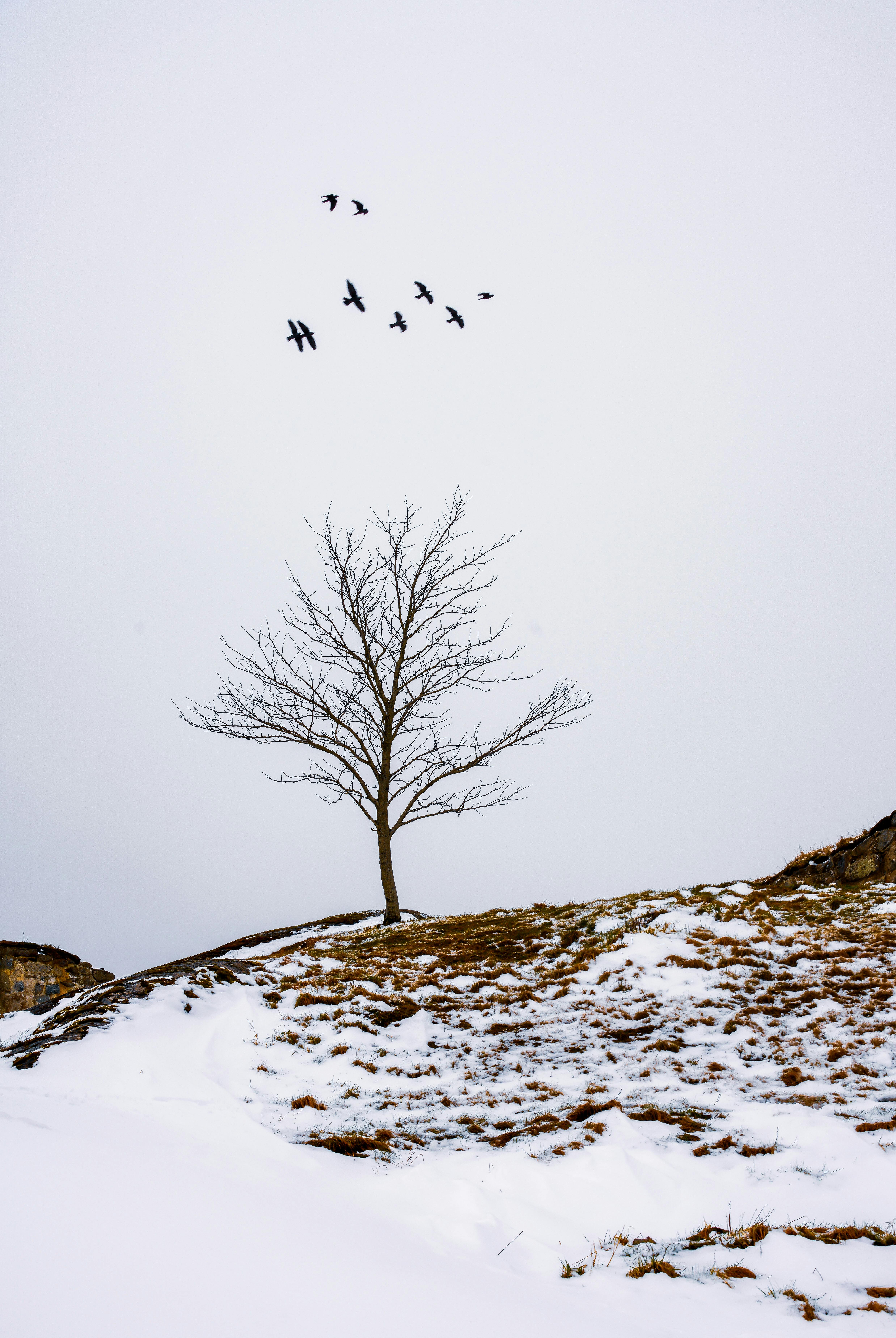 Barren Tree in Winter · Free Stock Photo