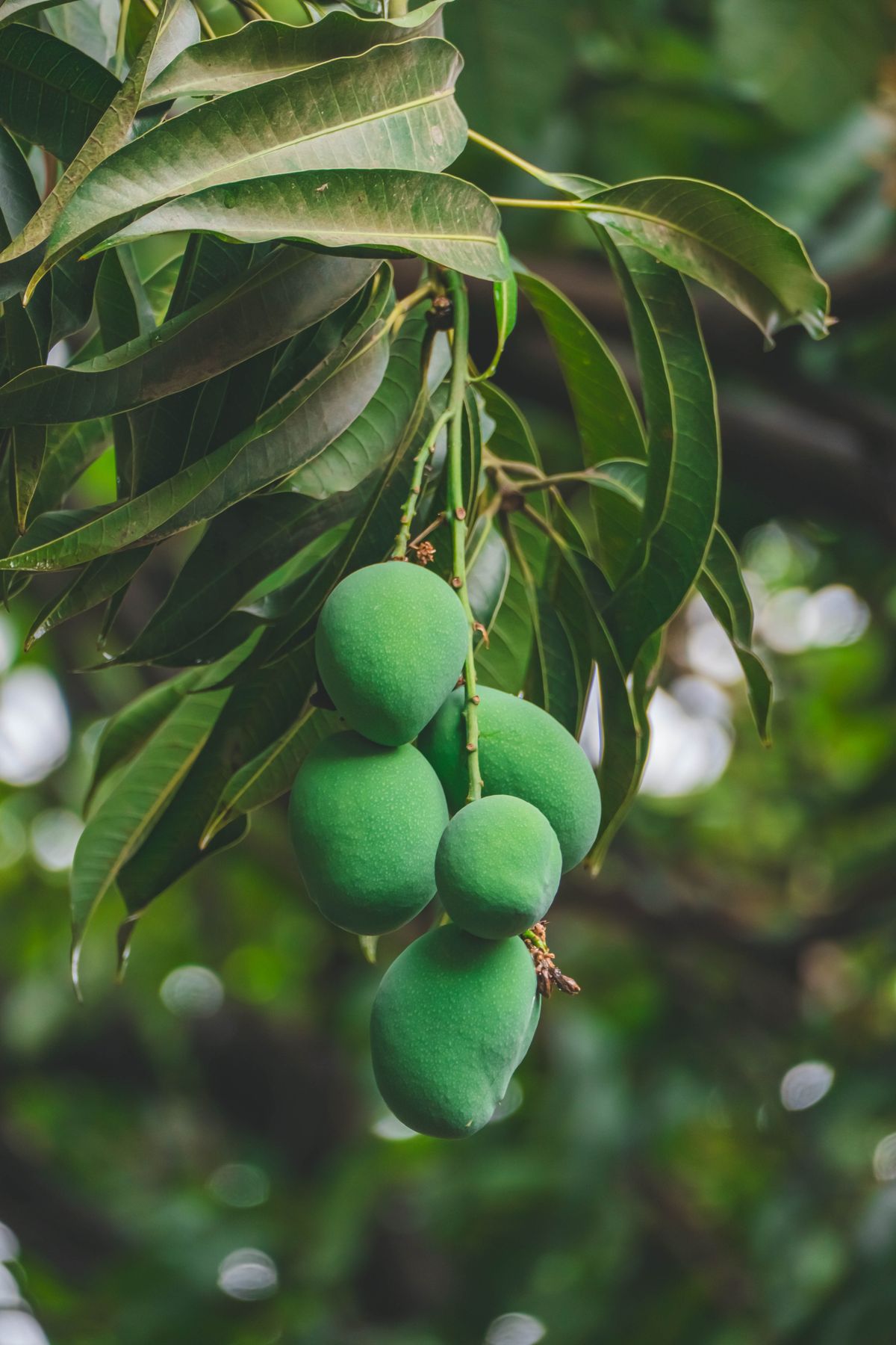 Mango Tree Photos, Download The BEST Free Mango Tree Stock Photos & HD ...