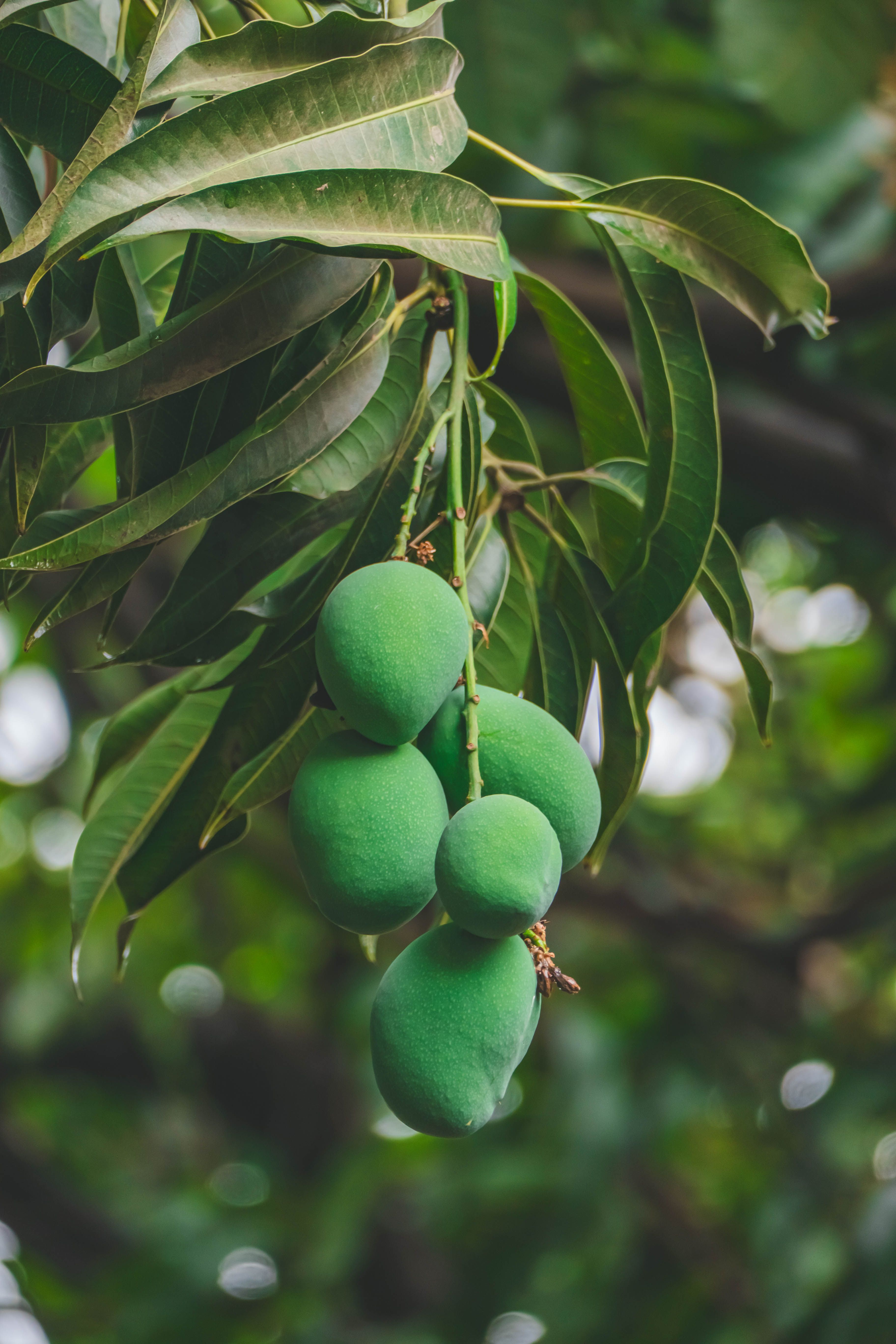 Foto de stock gratuita sobre agricultura, árbol de mango, árbol frutero ...