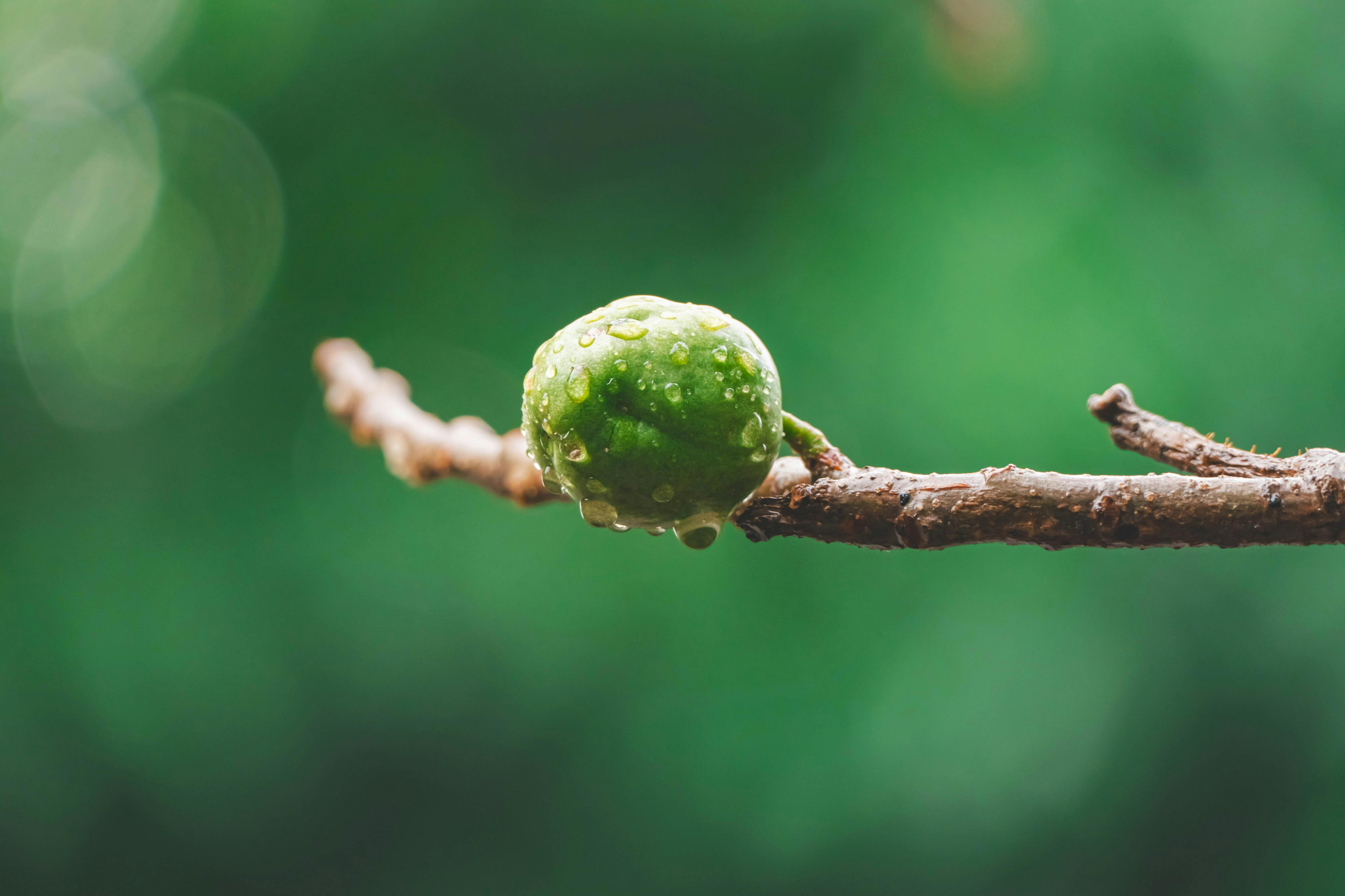 Wet Green Fruit on Sacking Tree · Free Stock Photo