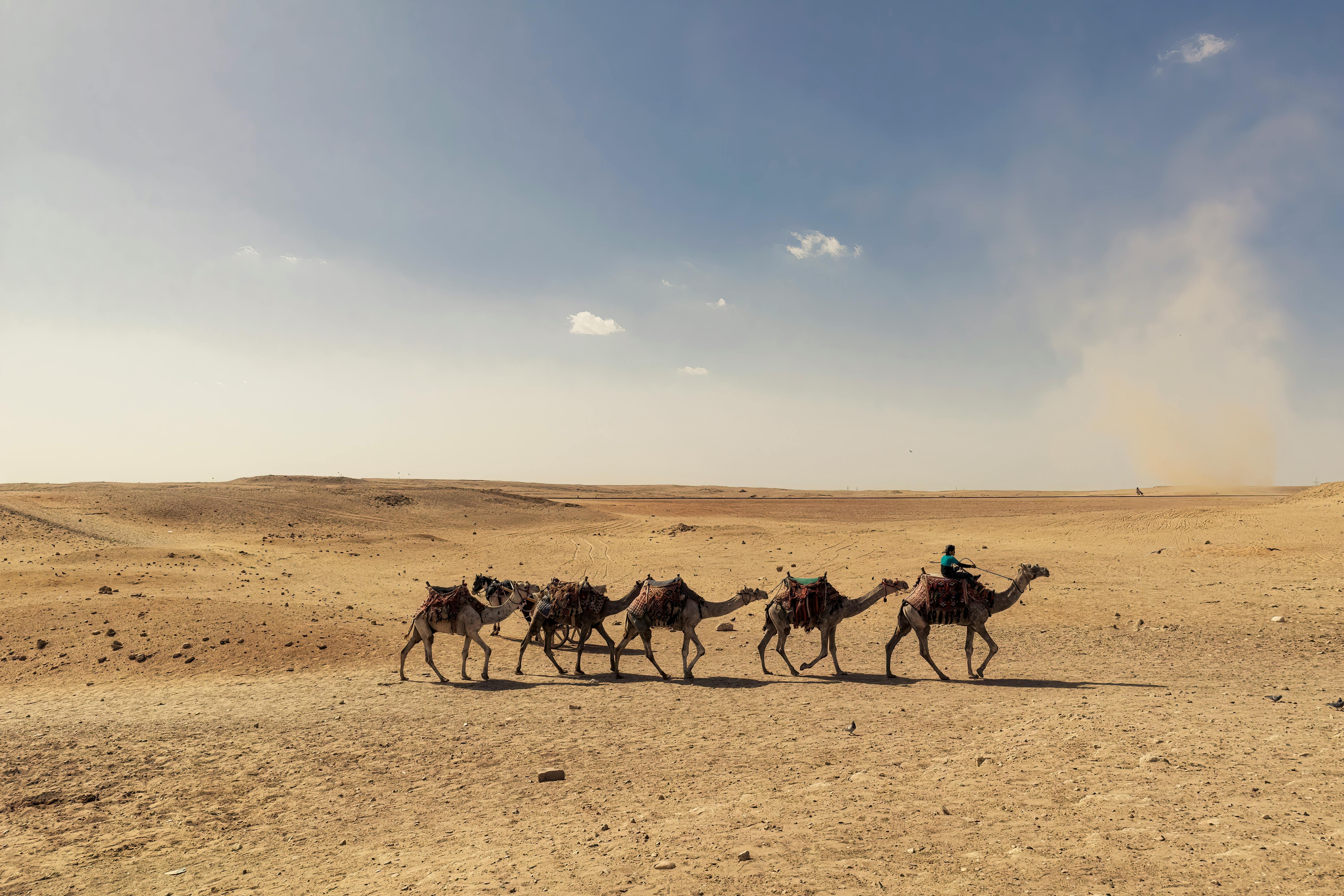 Camels · Free Stock Photo