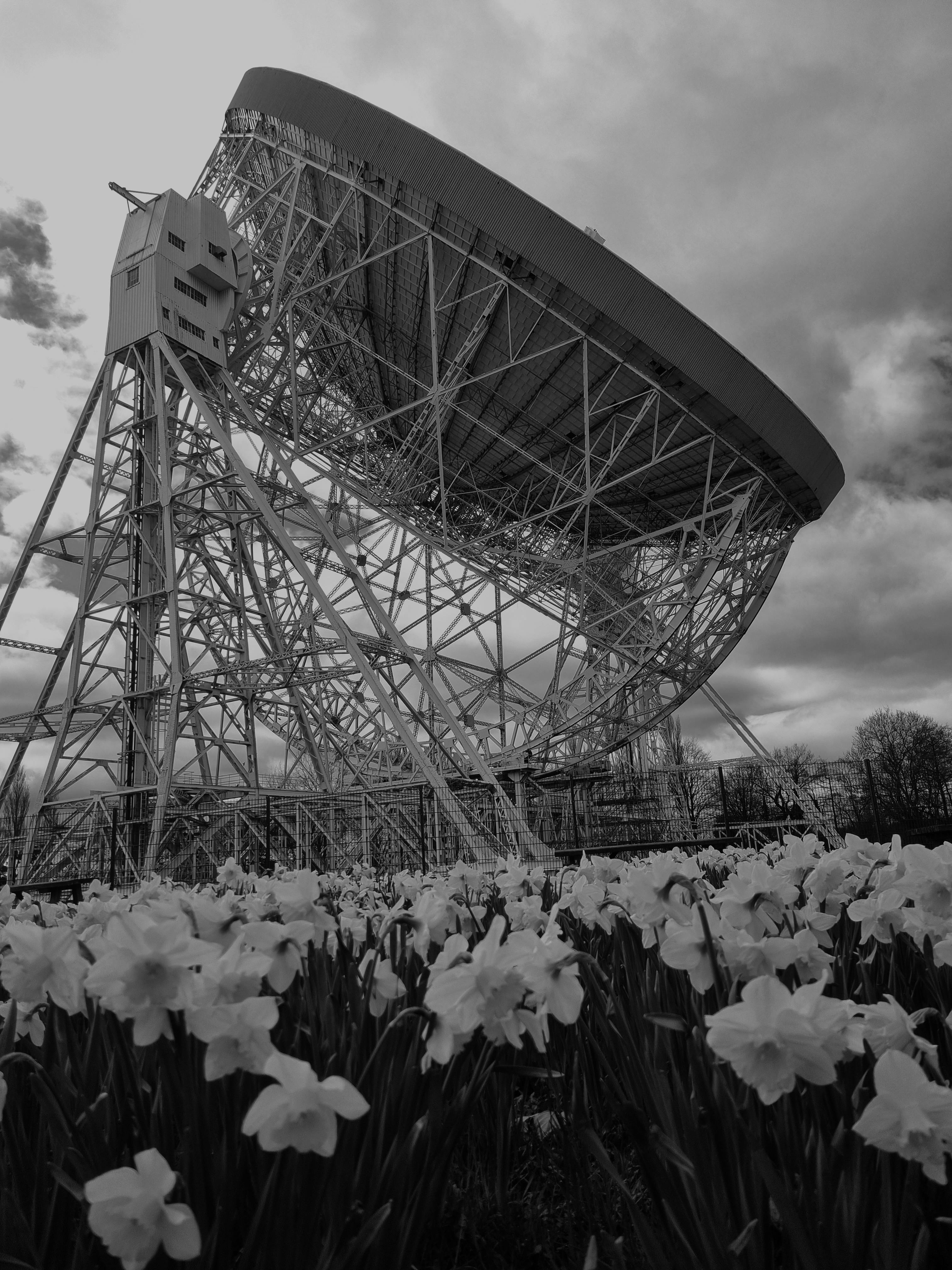 Lovell Telescope among Daffodils · Free Stock Photo