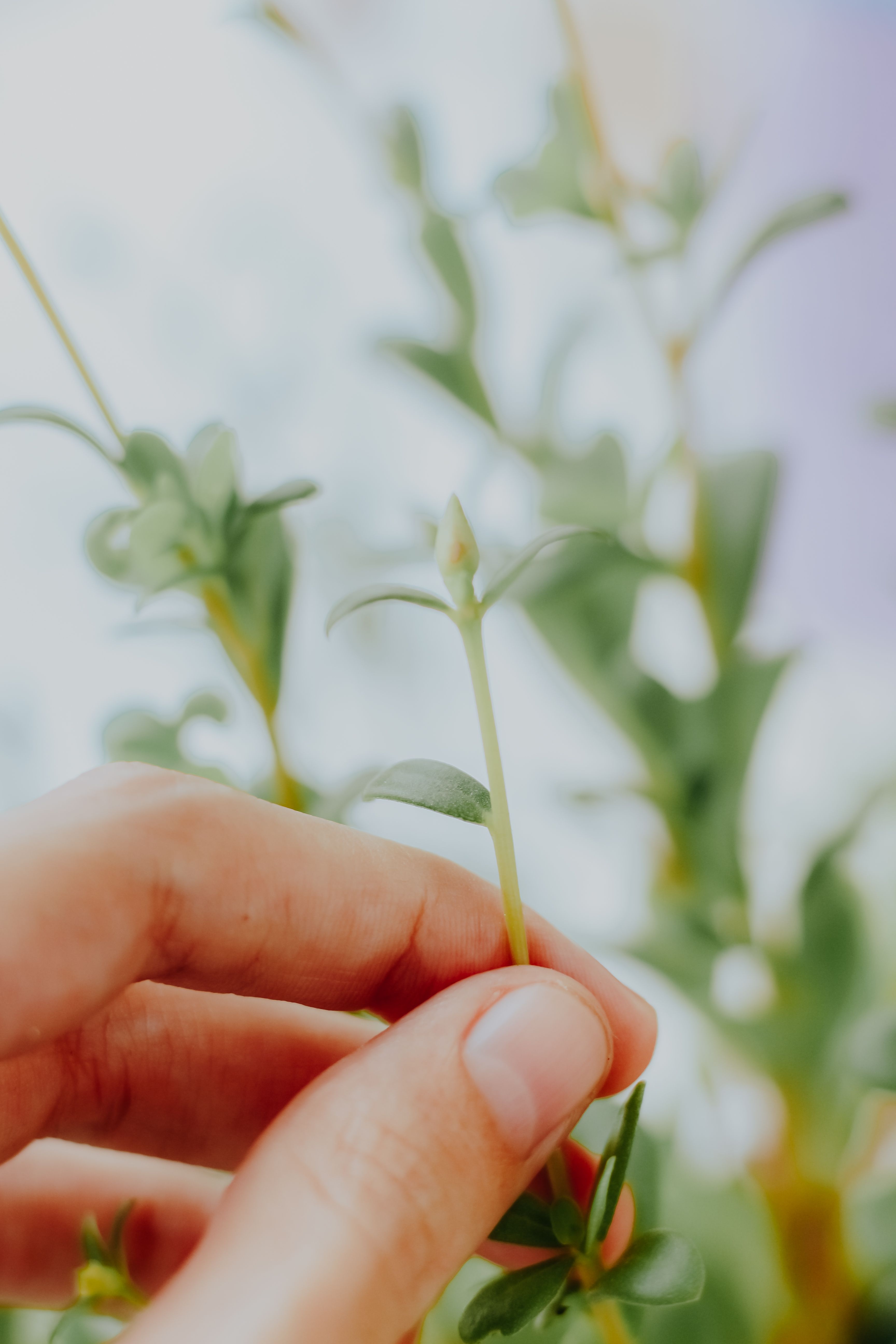Hand Touching Twig with Bud · Free Stock Photo