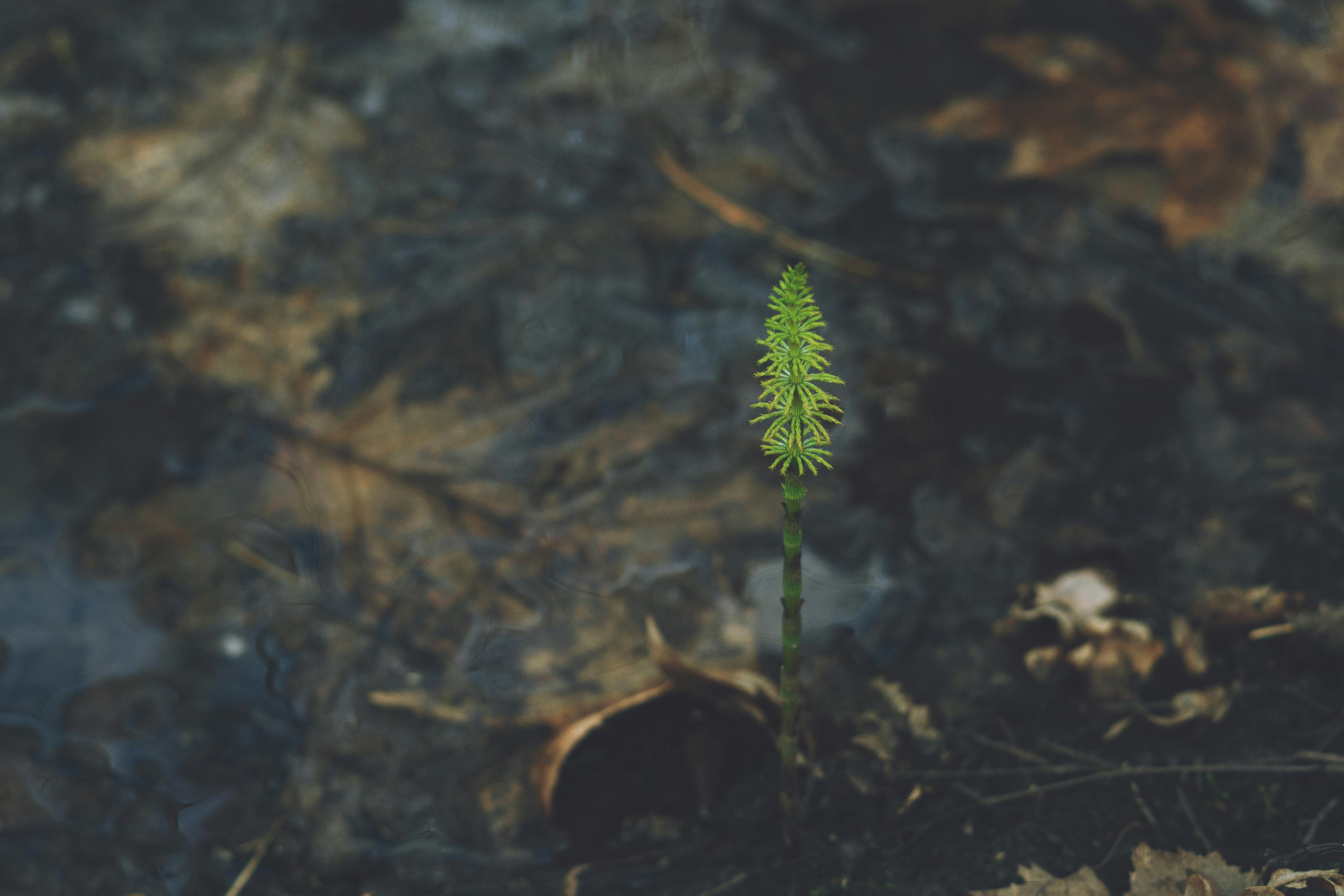 Single Plant on Ground · Free Stock Photo