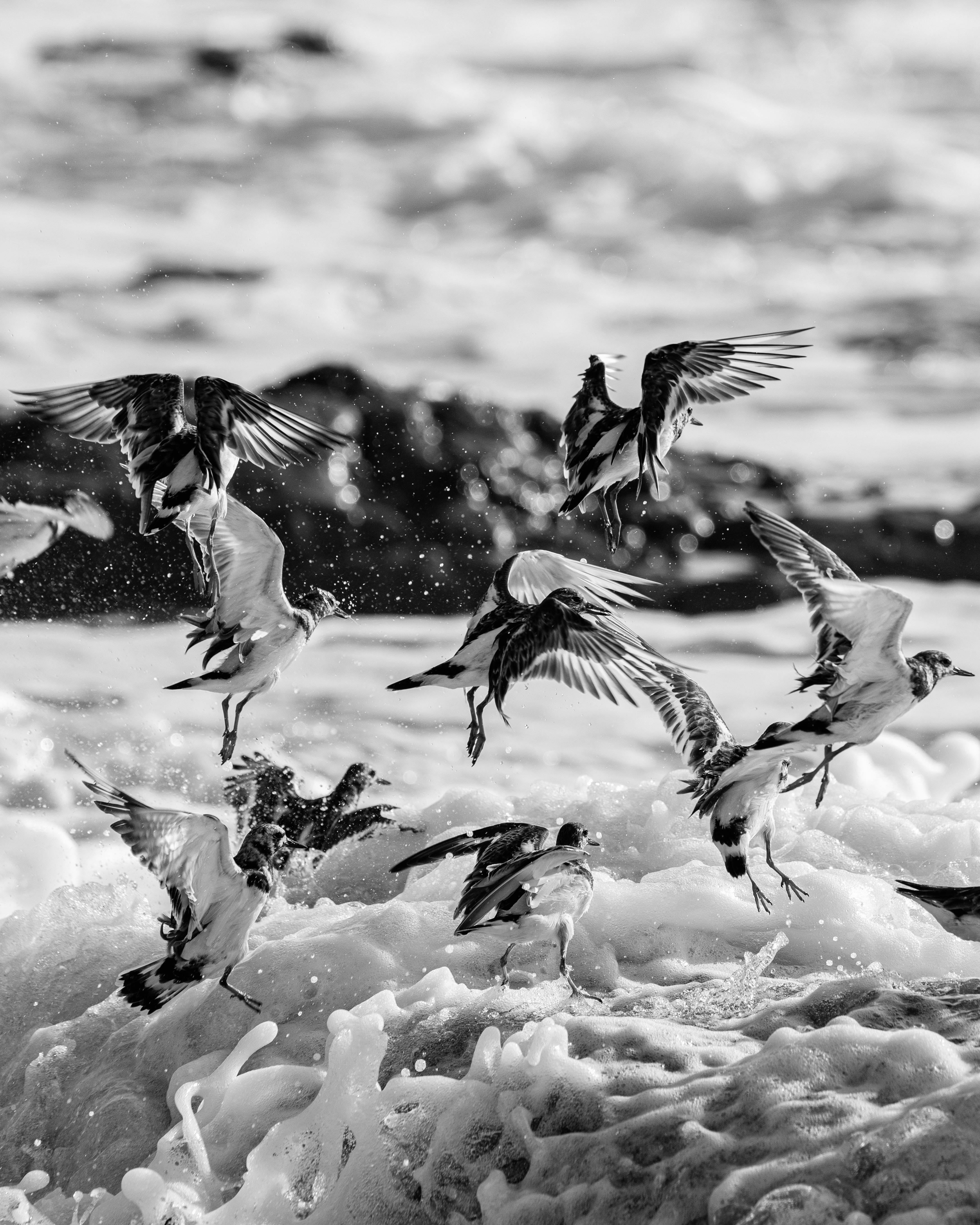 Birds Flying over Waves on Seashore · Free Stock Photo