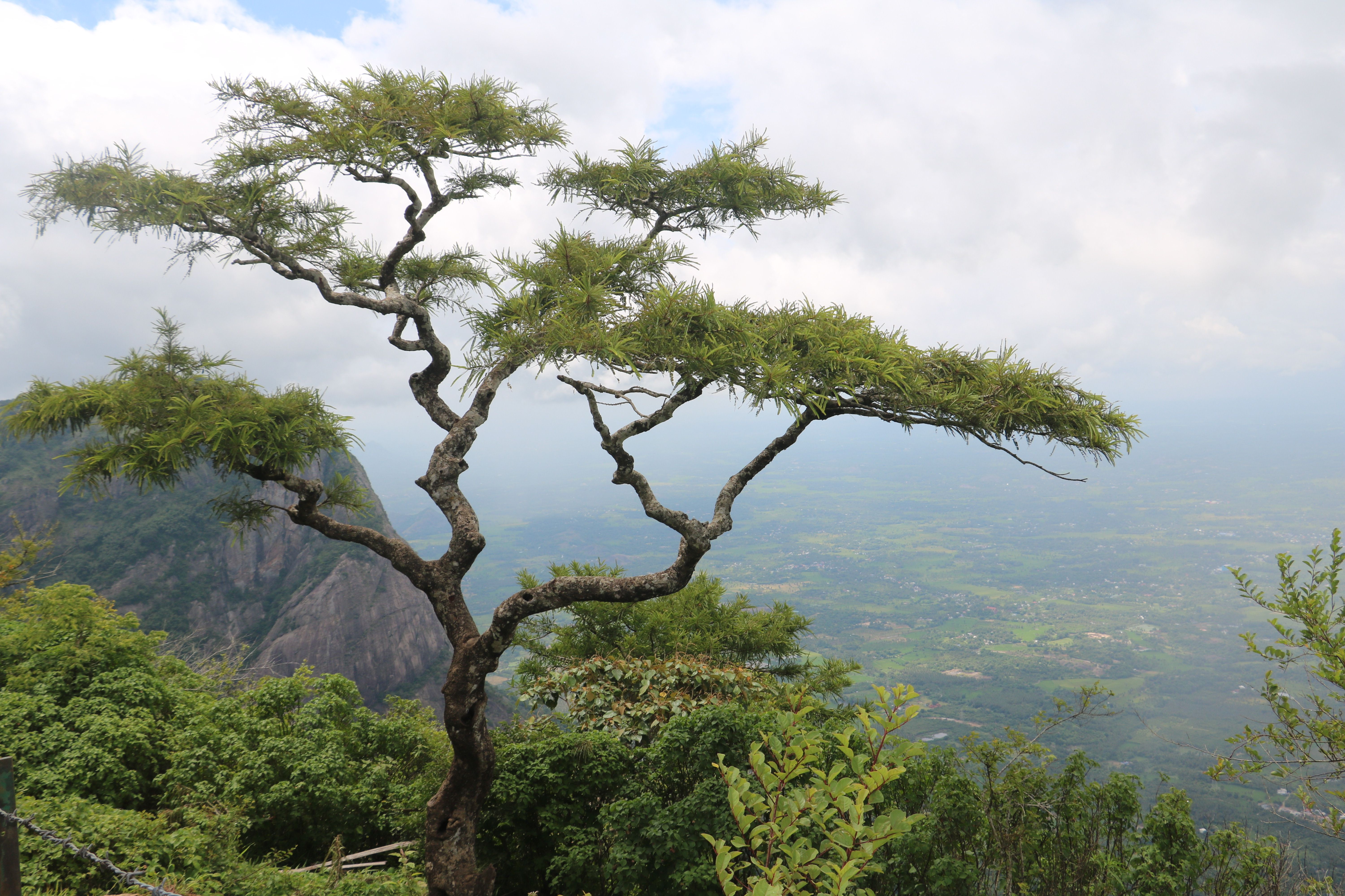 Tree on Hill in Forest in Countryside · Free Stock Photo