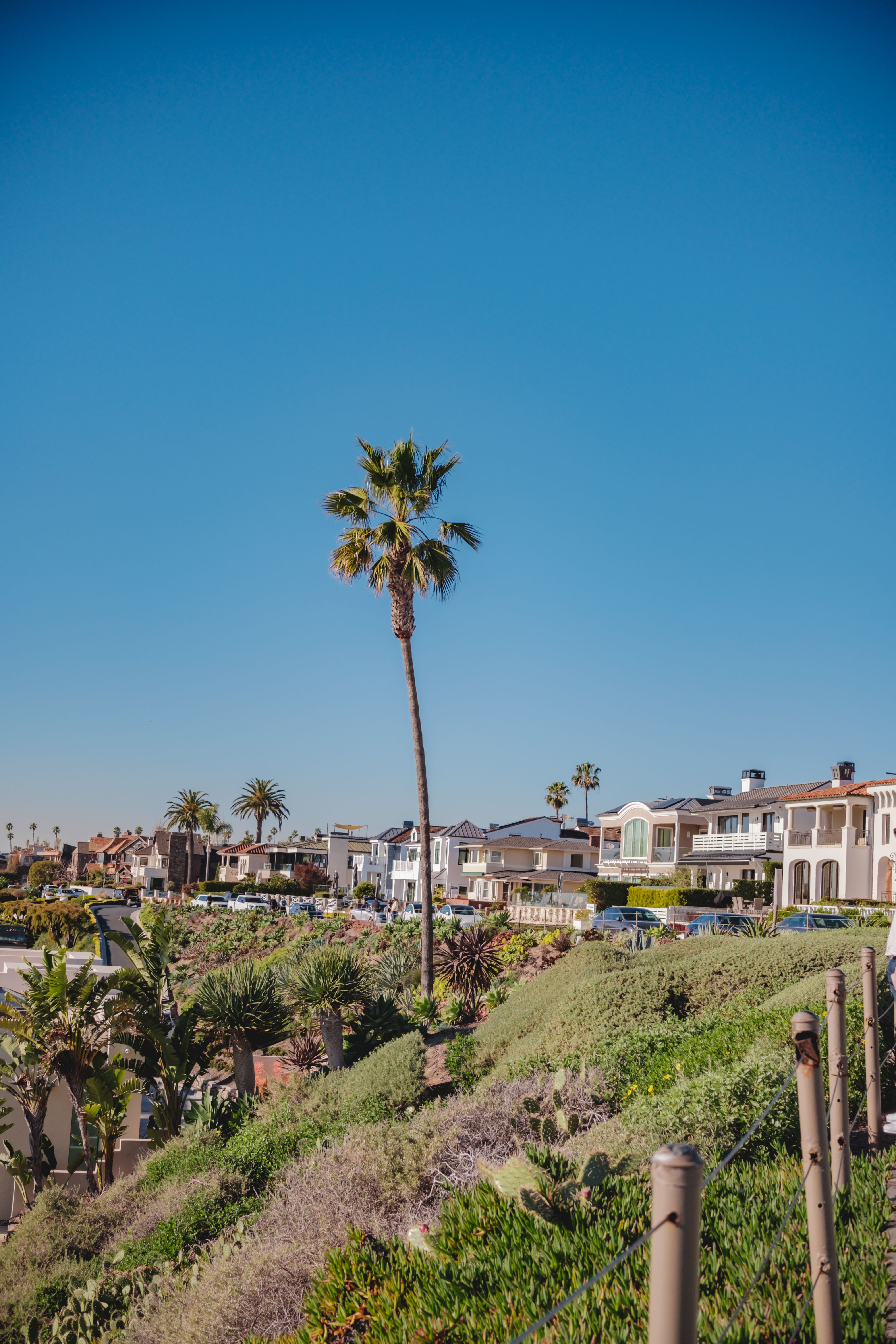 Palm Tree Near Houses in Resort · Free Stock Photo