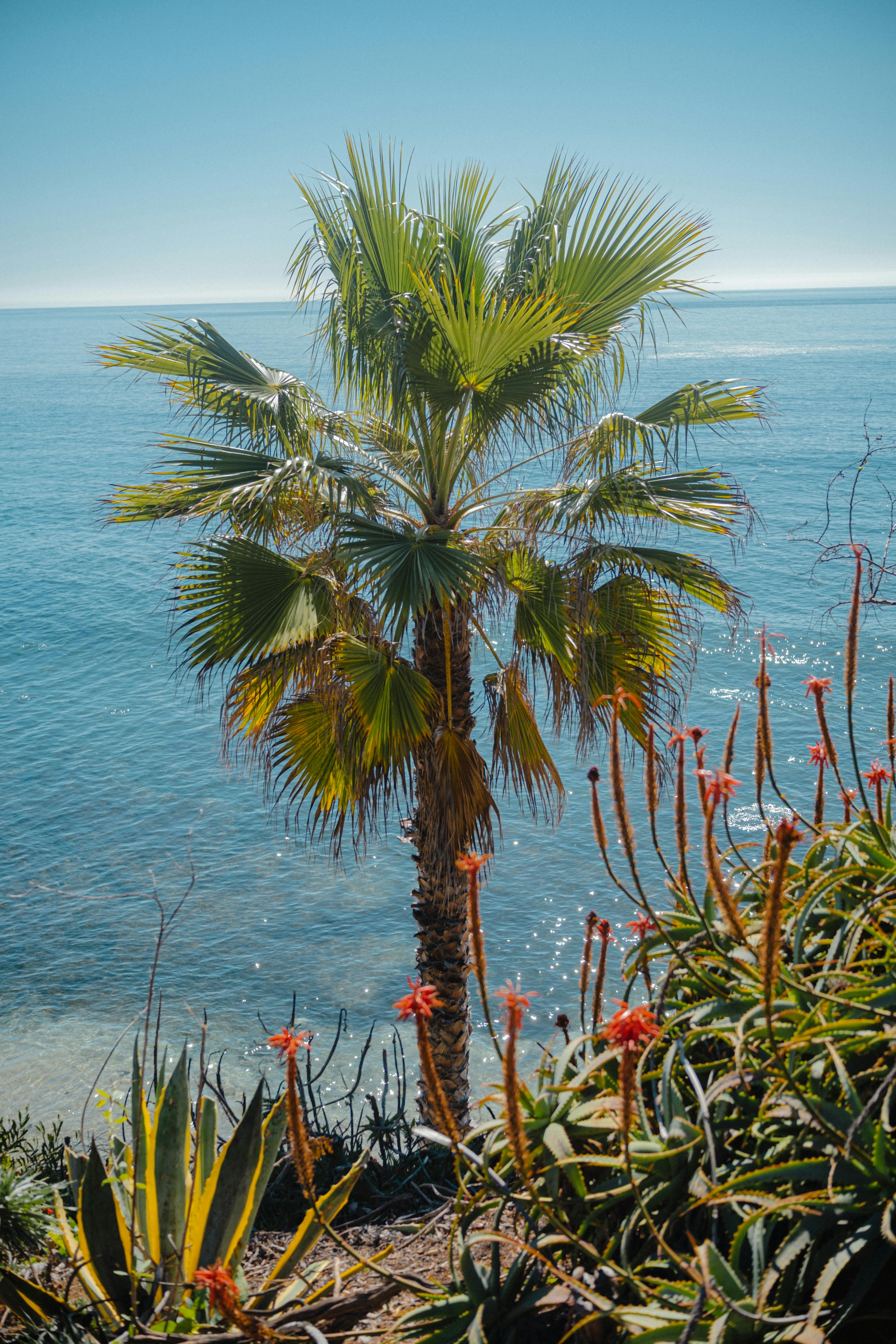 Palm Tree on Seashore · Free Stock Photo