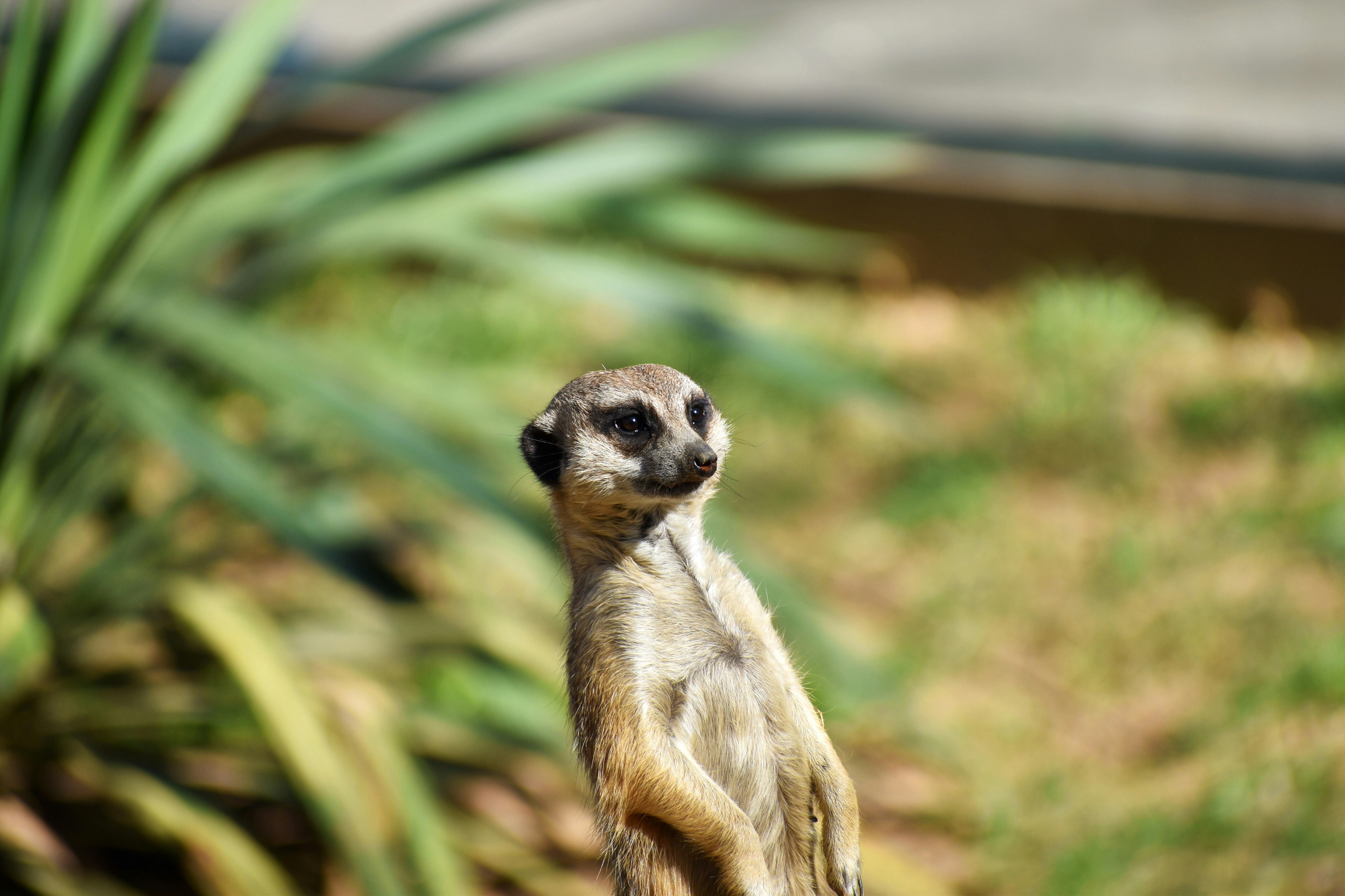 Meerkat · Free Stock Photo