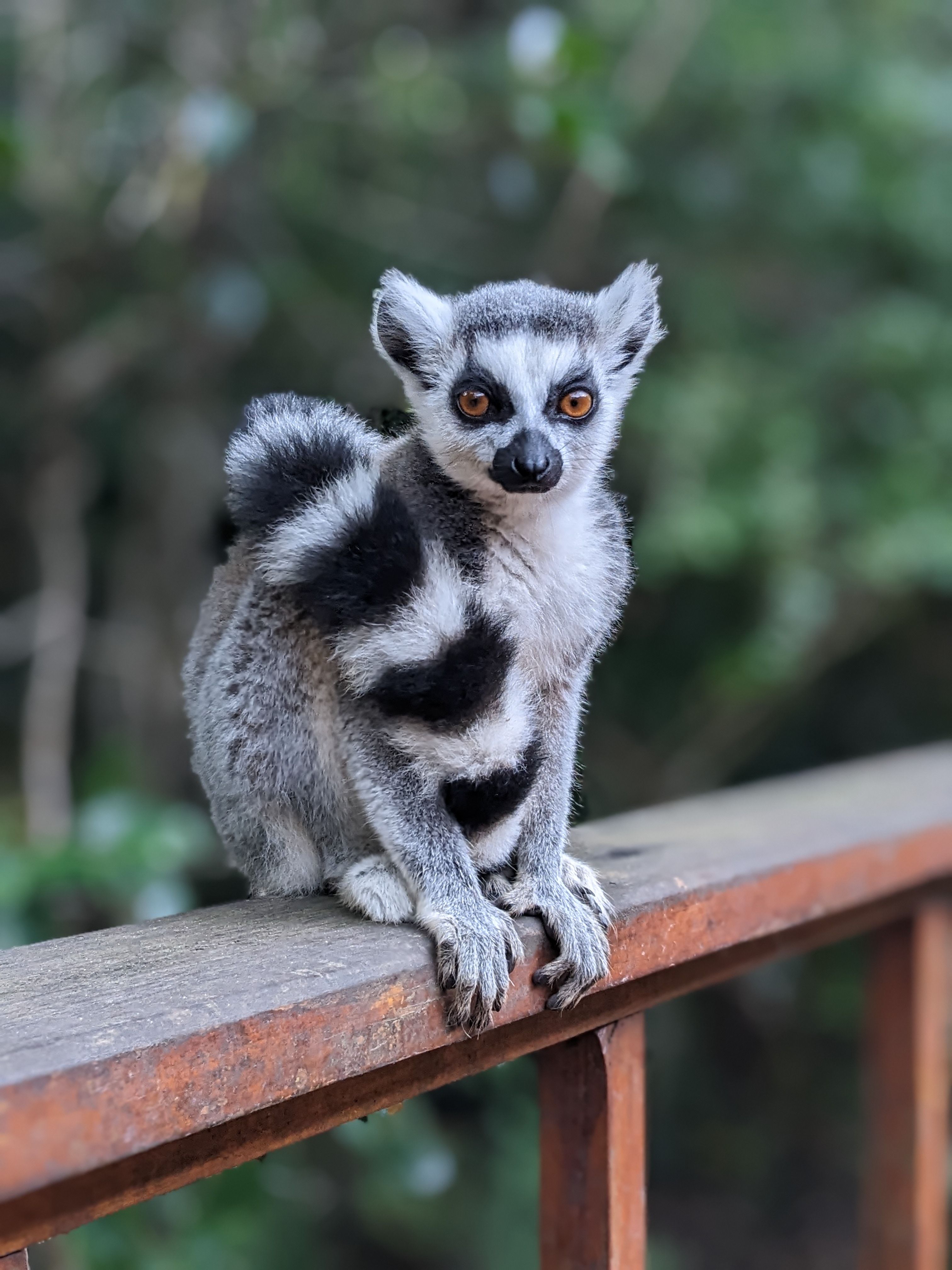 Lemur Sitting on Wall · Free Stock Photo