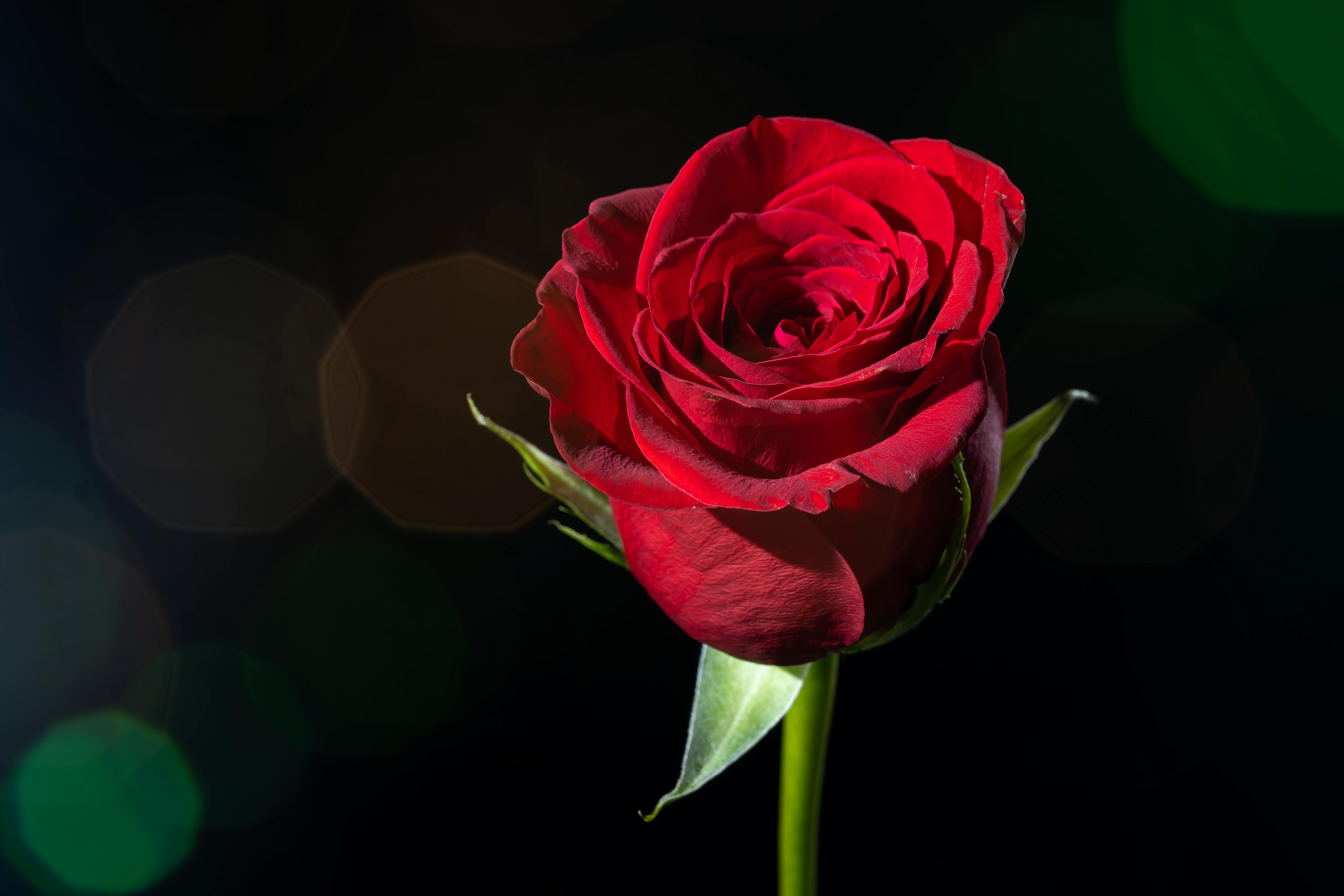 Photograph of a Red Rose with a Black Background · Free Stock Photo