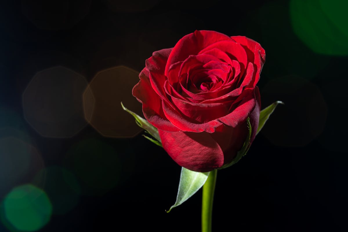 Red Roses Black Background Photos, Download The BEST Free Red Roses ...