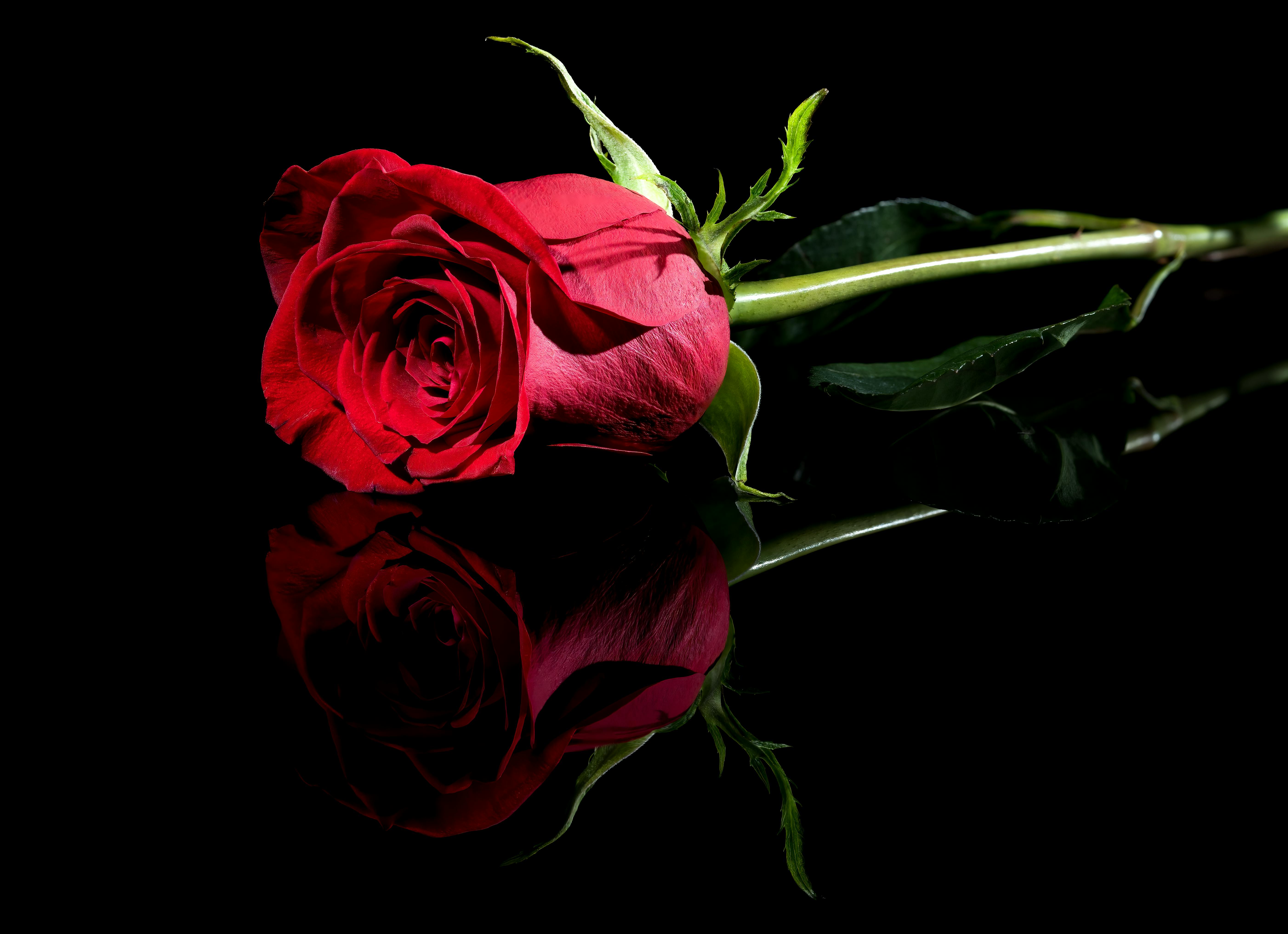 Red Rose Flower · Free Stock Photo