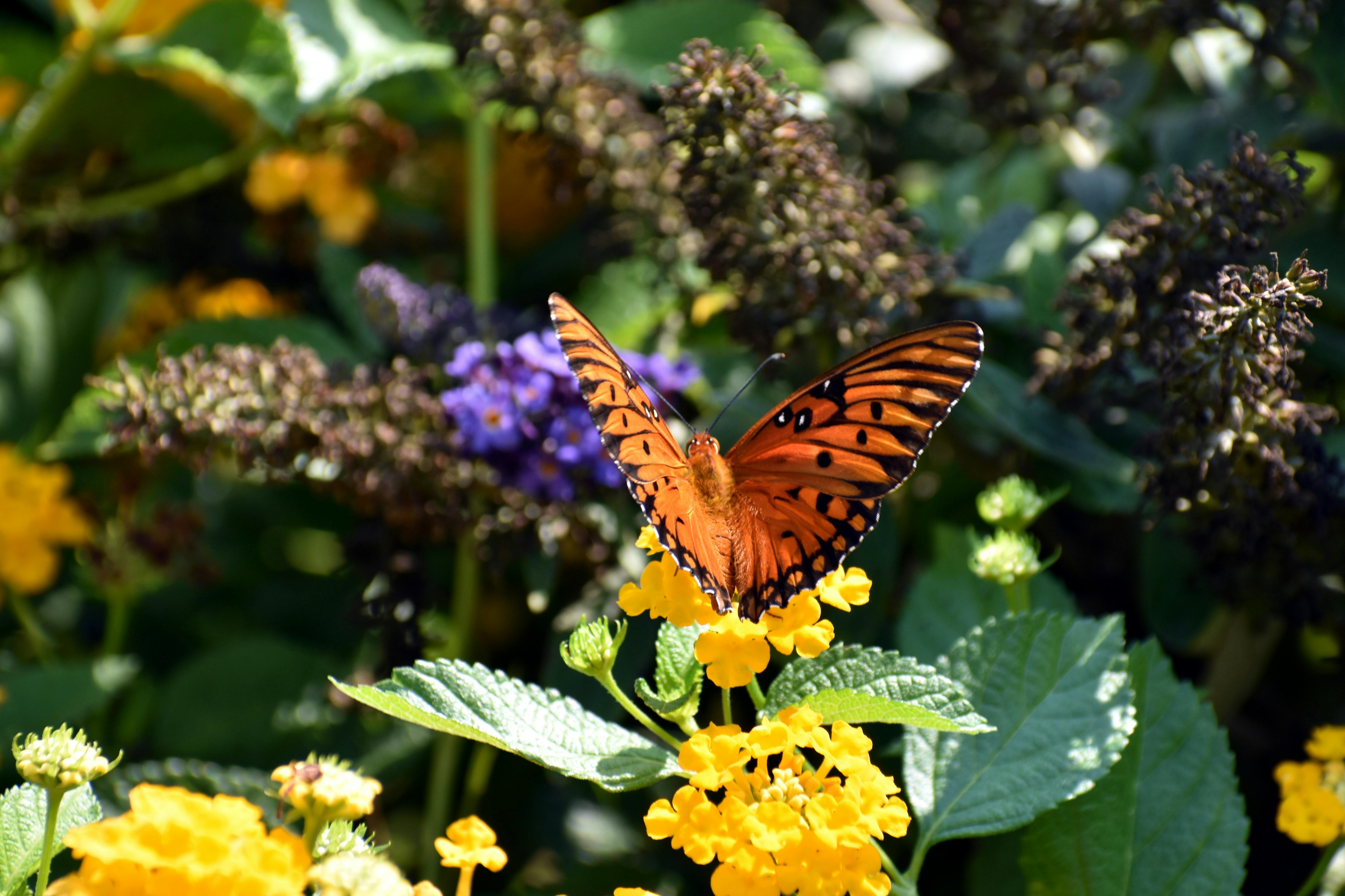 Butterfly Wing Pattern Photos, Download The BEST Free Butterfly Wing ...