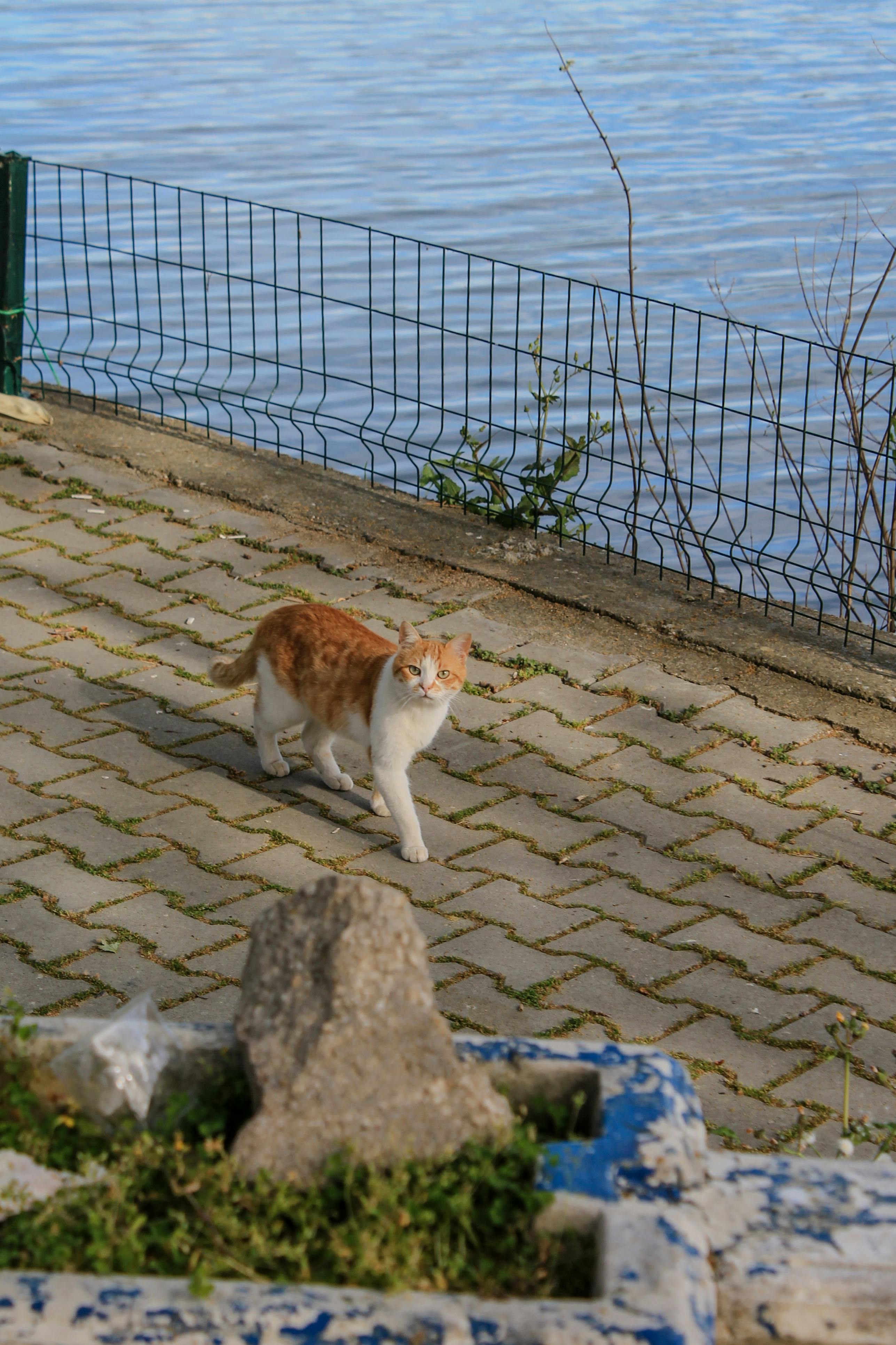 Cat Walking by the Shore · Free Stock Photo