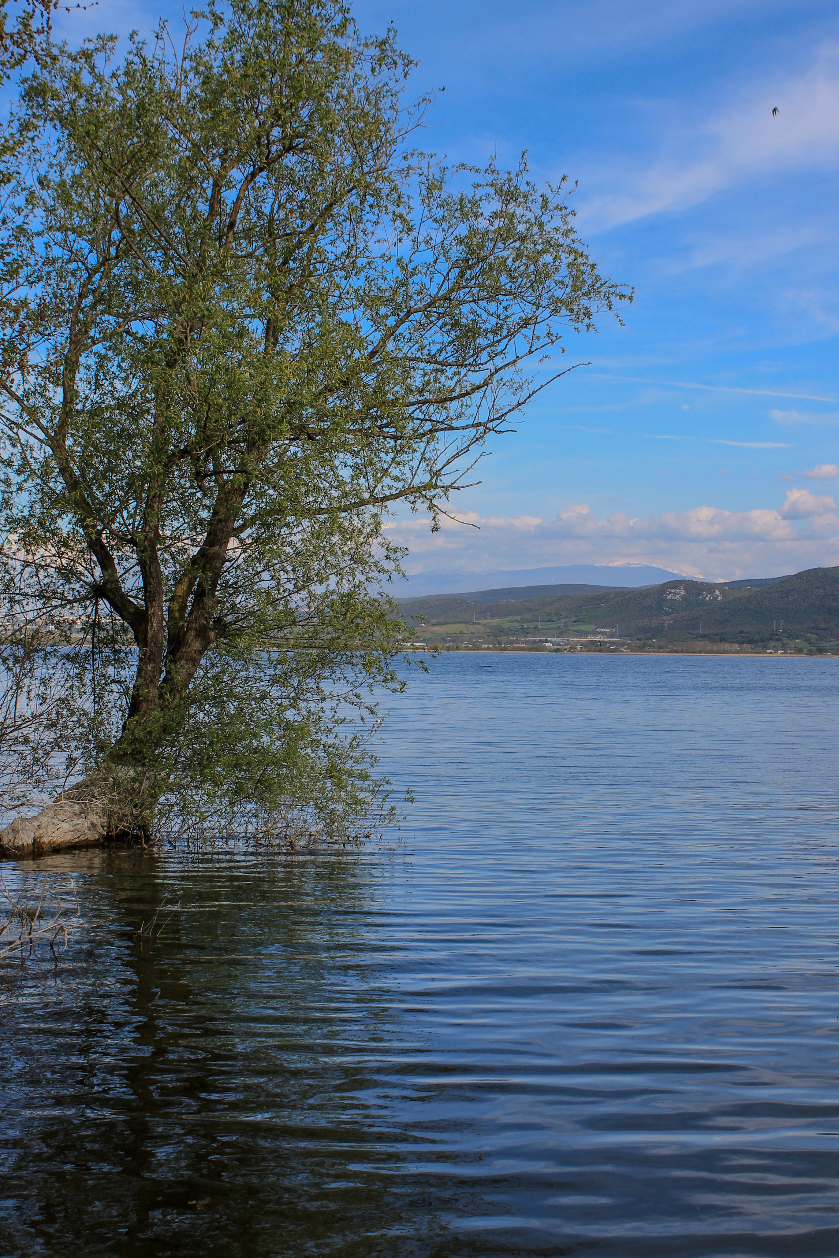 Tree on a Lake Shore · Free Stock Photo