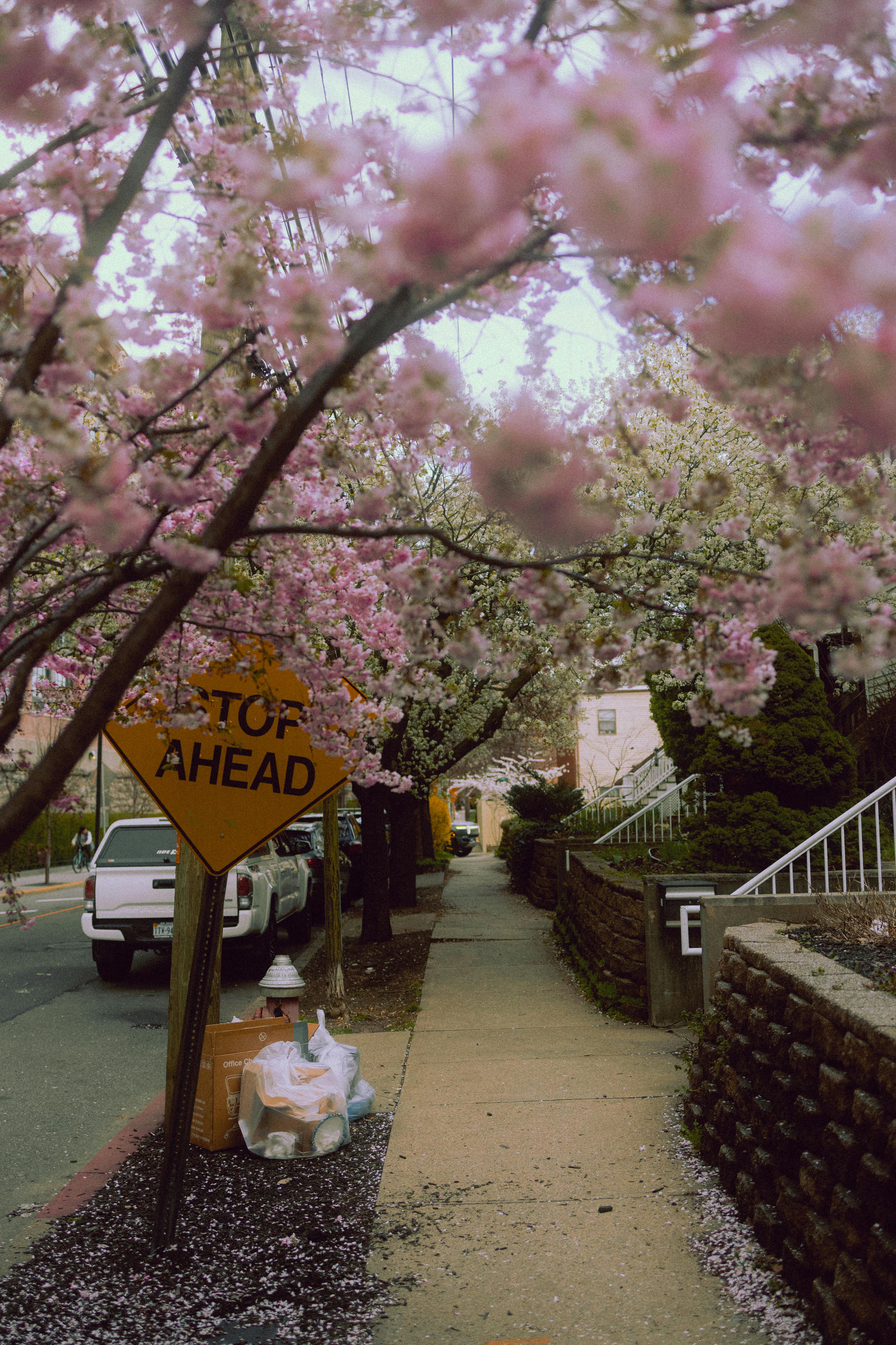 A street with a sign that says stop and a tree with pink blossoms ...