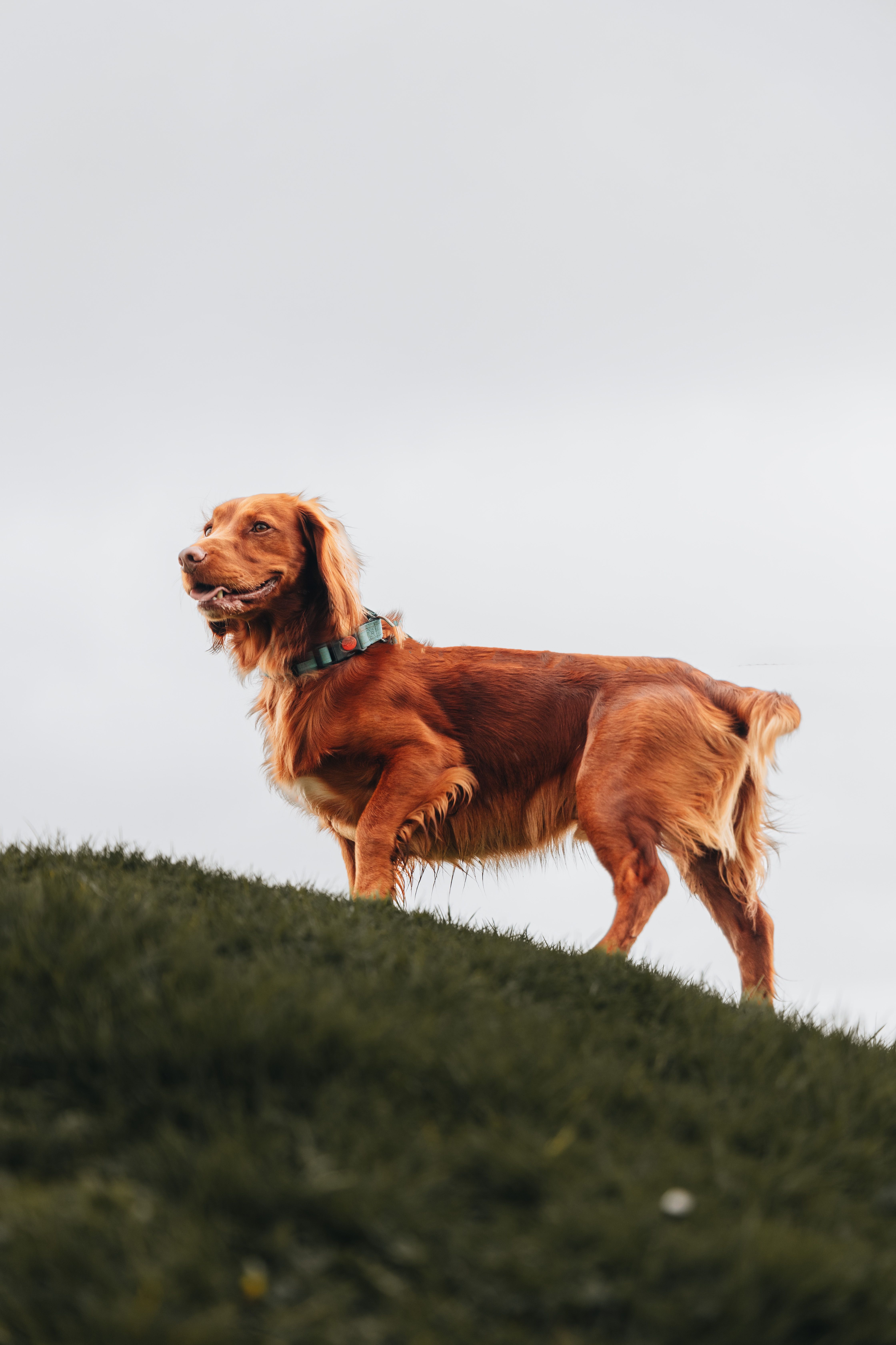 Setter Wallpapers Irish Setter Images – Browse 15,905 Stock Photos,