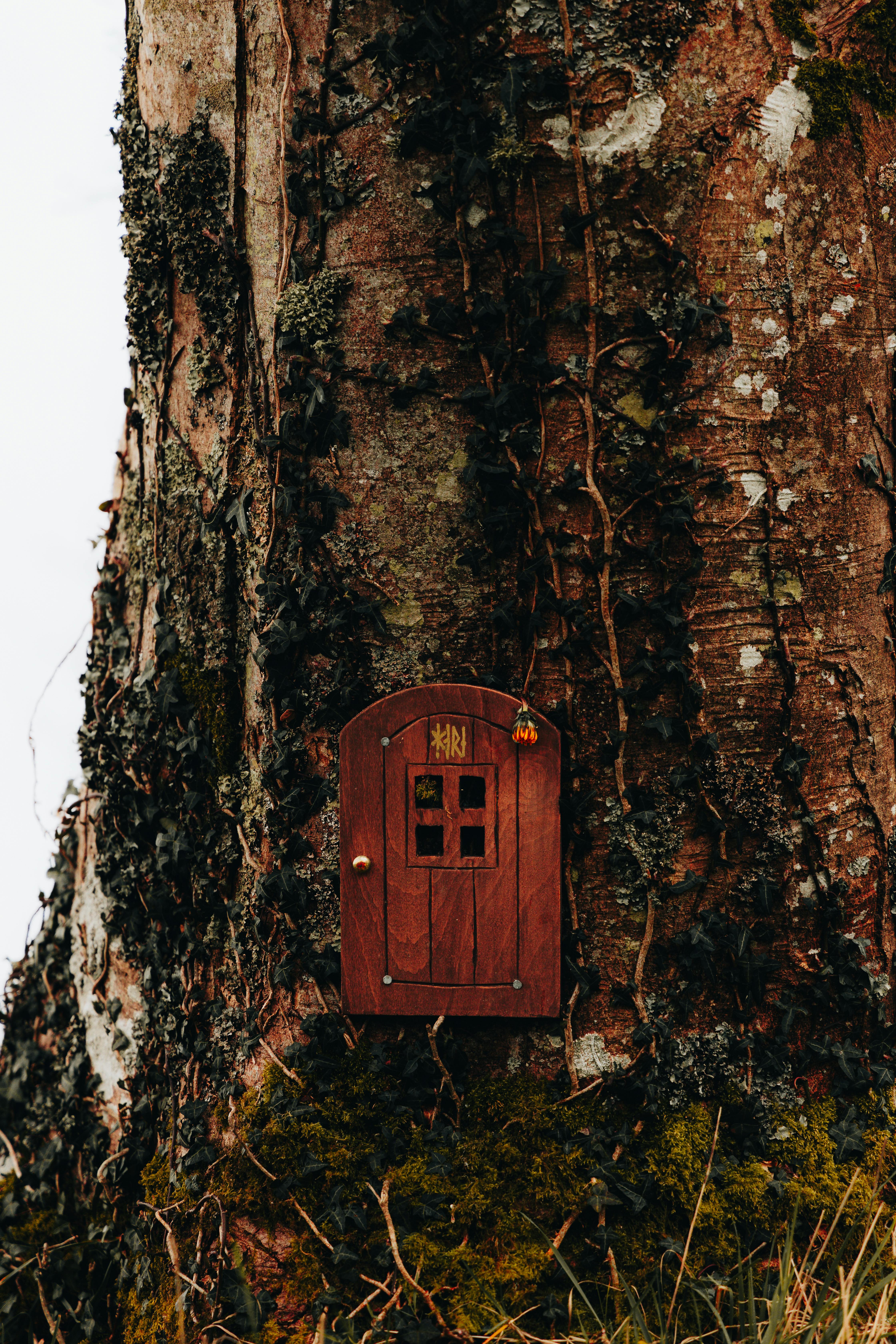 Door on a Tree · Free Stock Photo