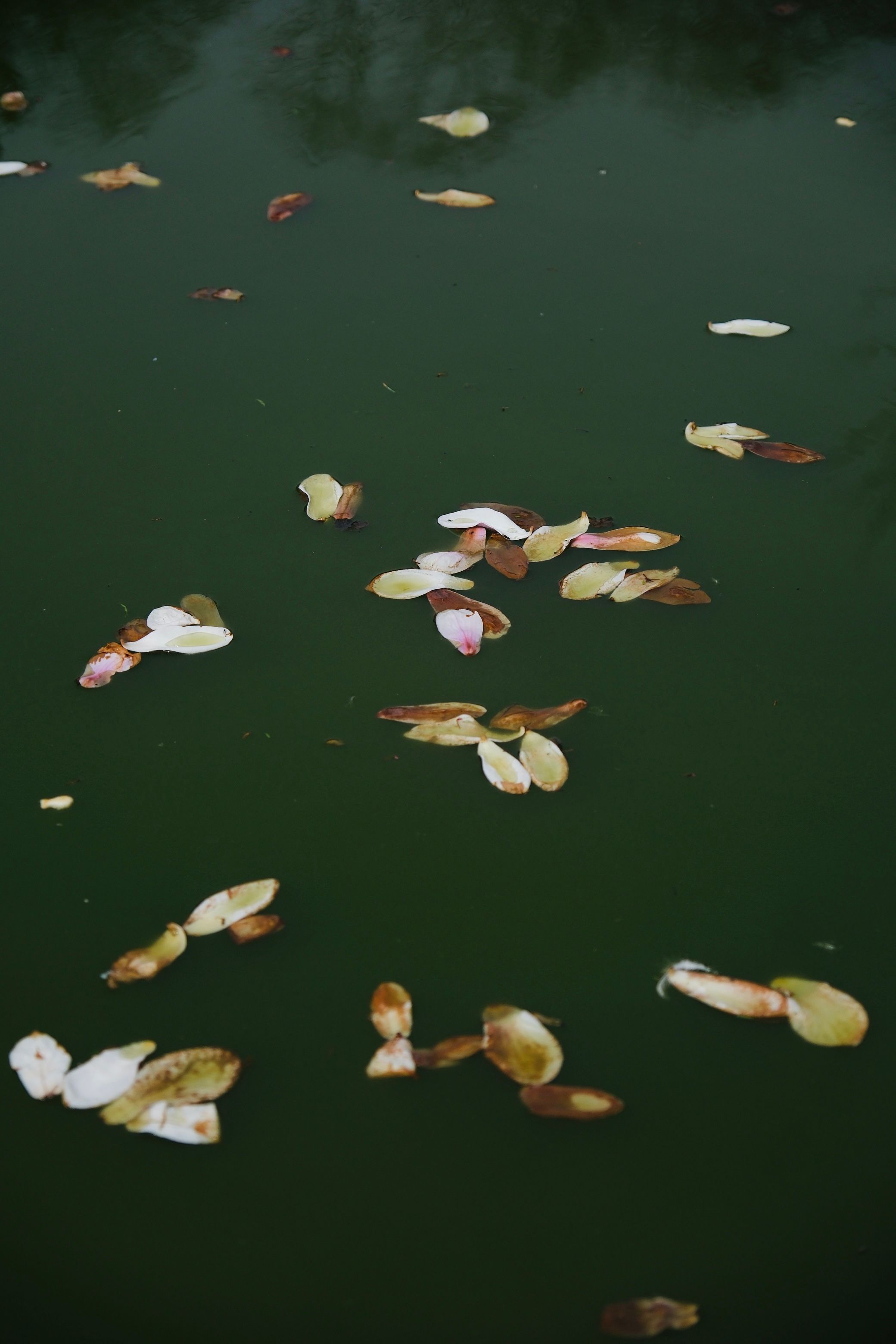Lily Flowers in a Stream · Free Stock Photo