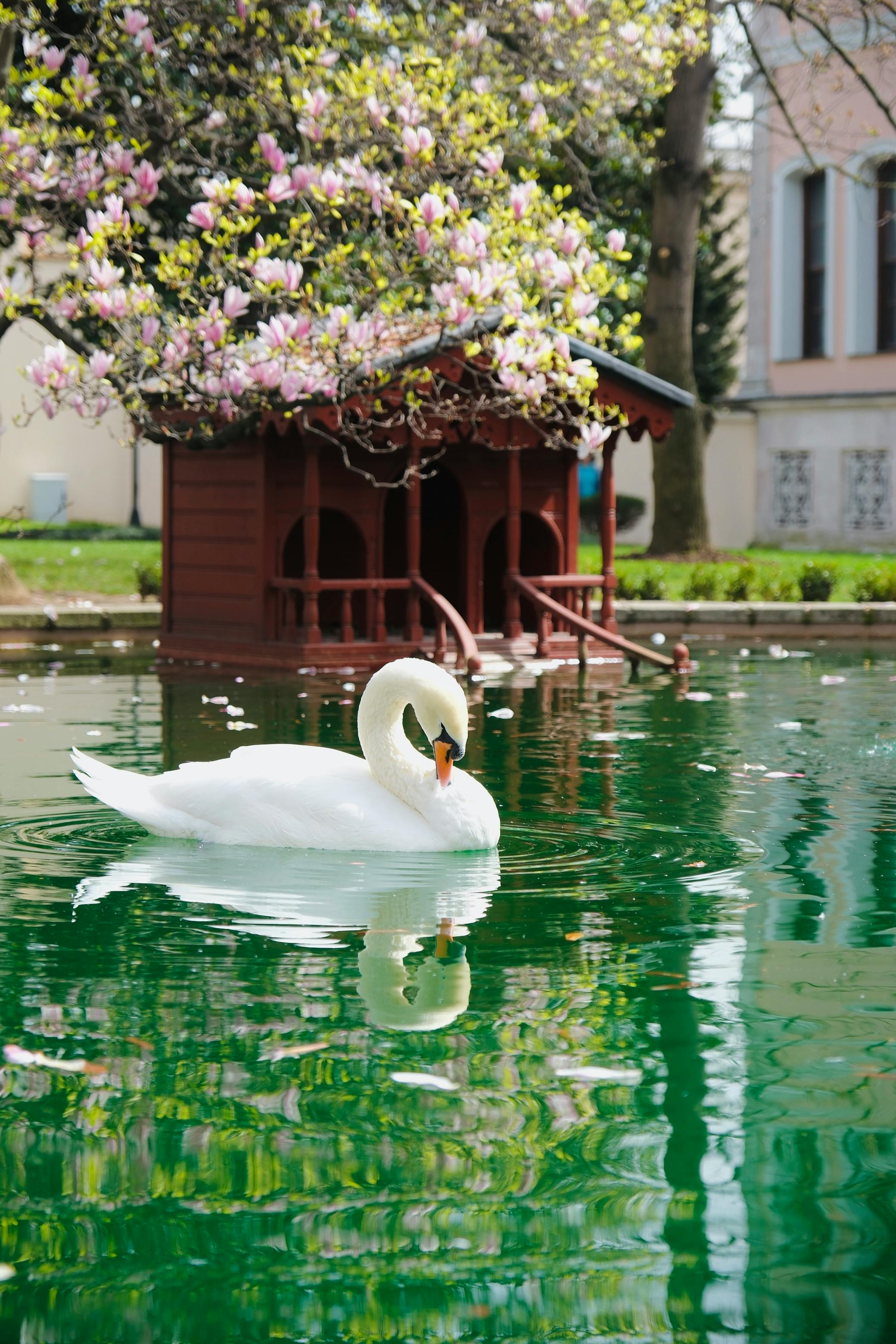 Swan Photographs Photos, Download The BEST Free Swan Photographs Stock ...