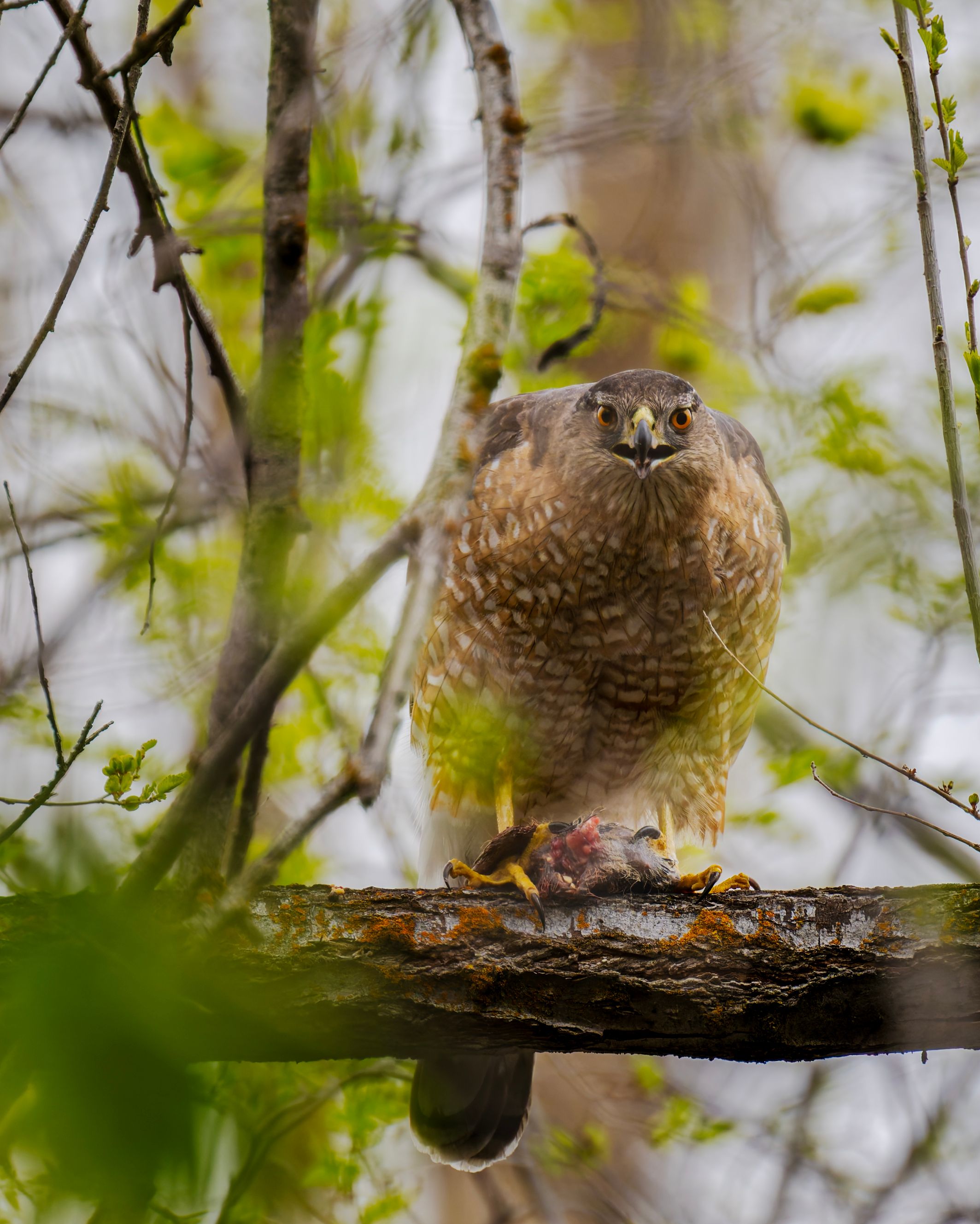 Cartoon Dove Owl Peacock Eagle Photos, Download The BEST Free Cartoon ...