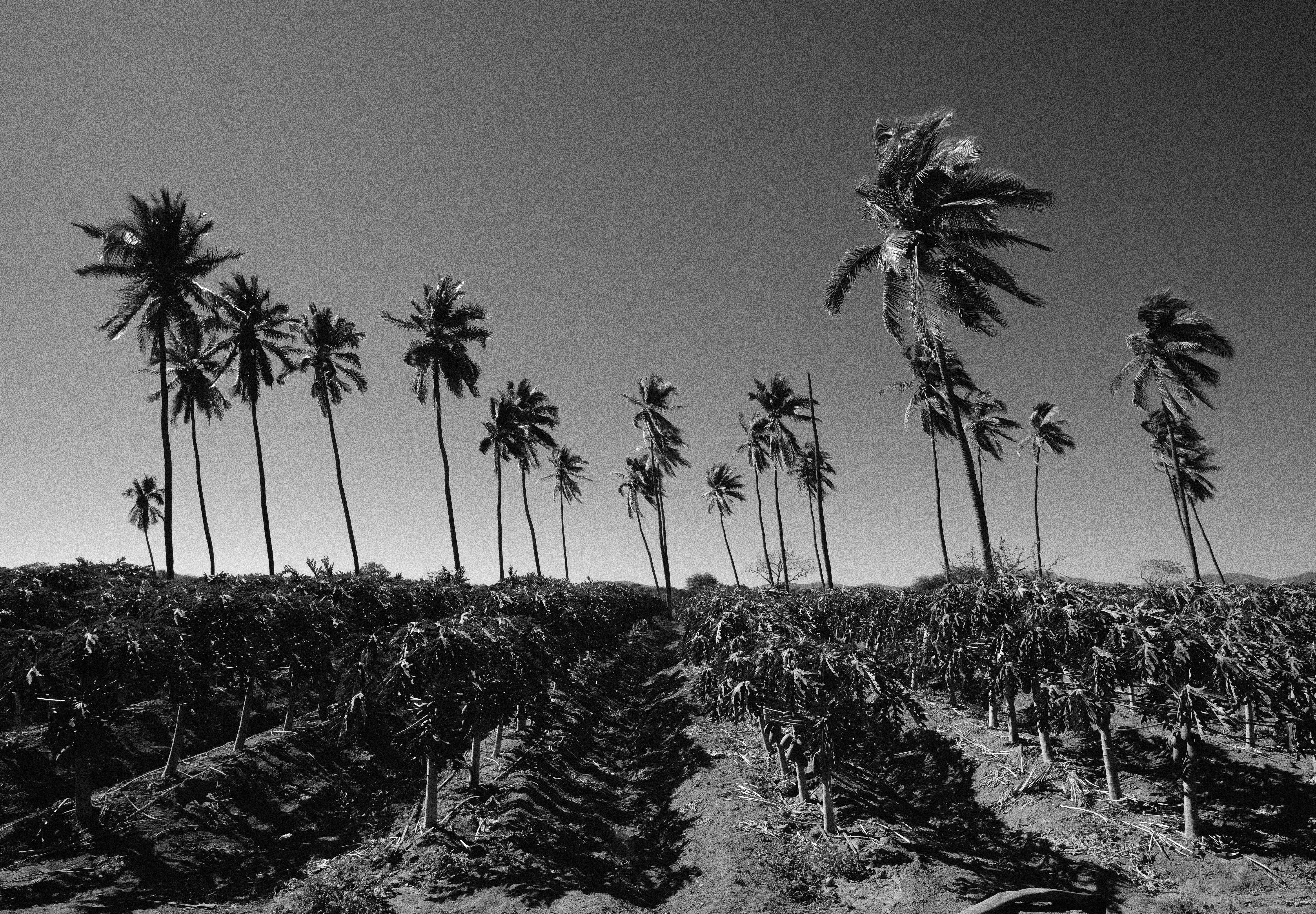 Palm Trees over Rural Field · Free Stock Photo