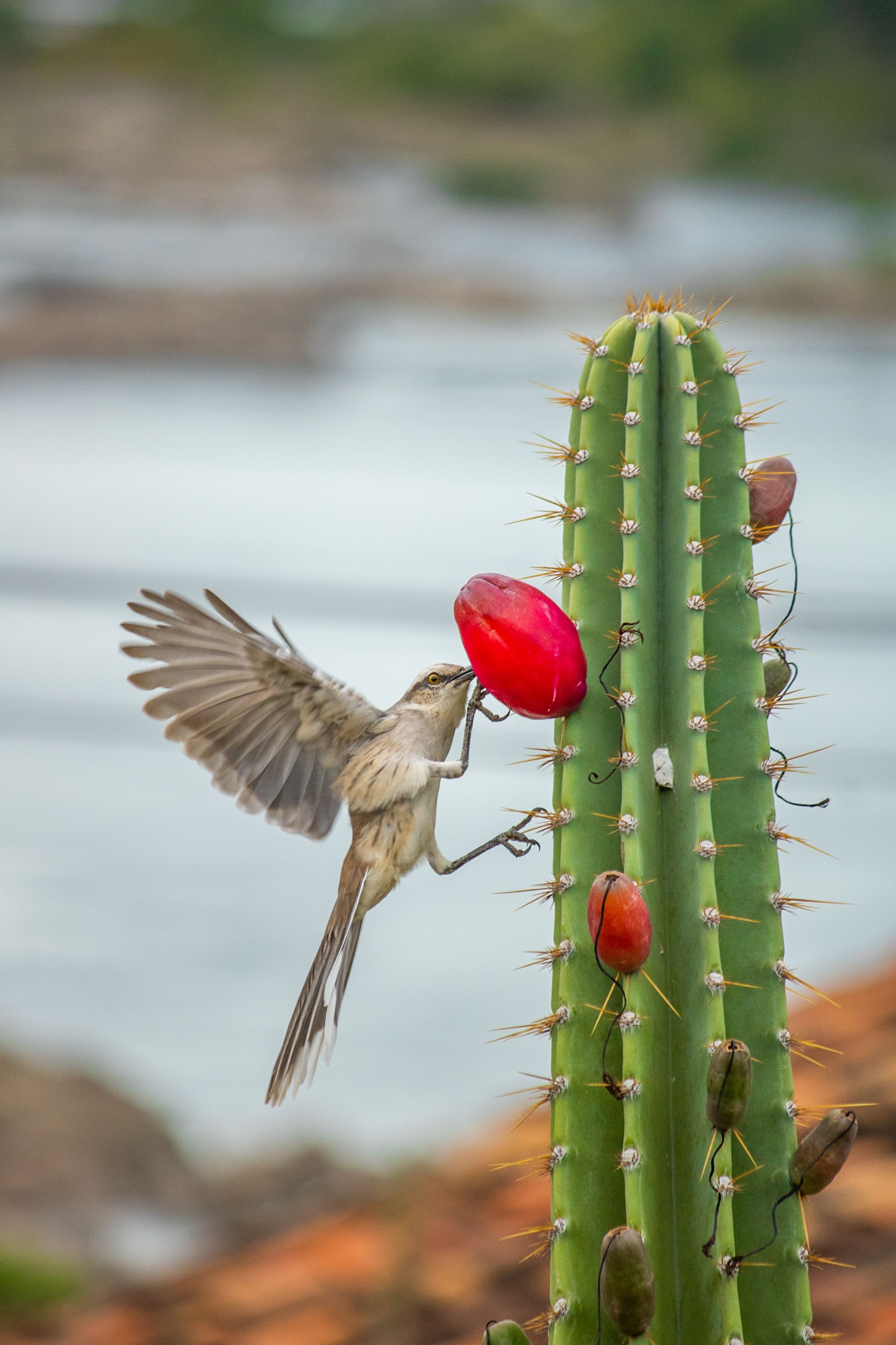 A bird is eating from a cactus plant · Free Stock Photo