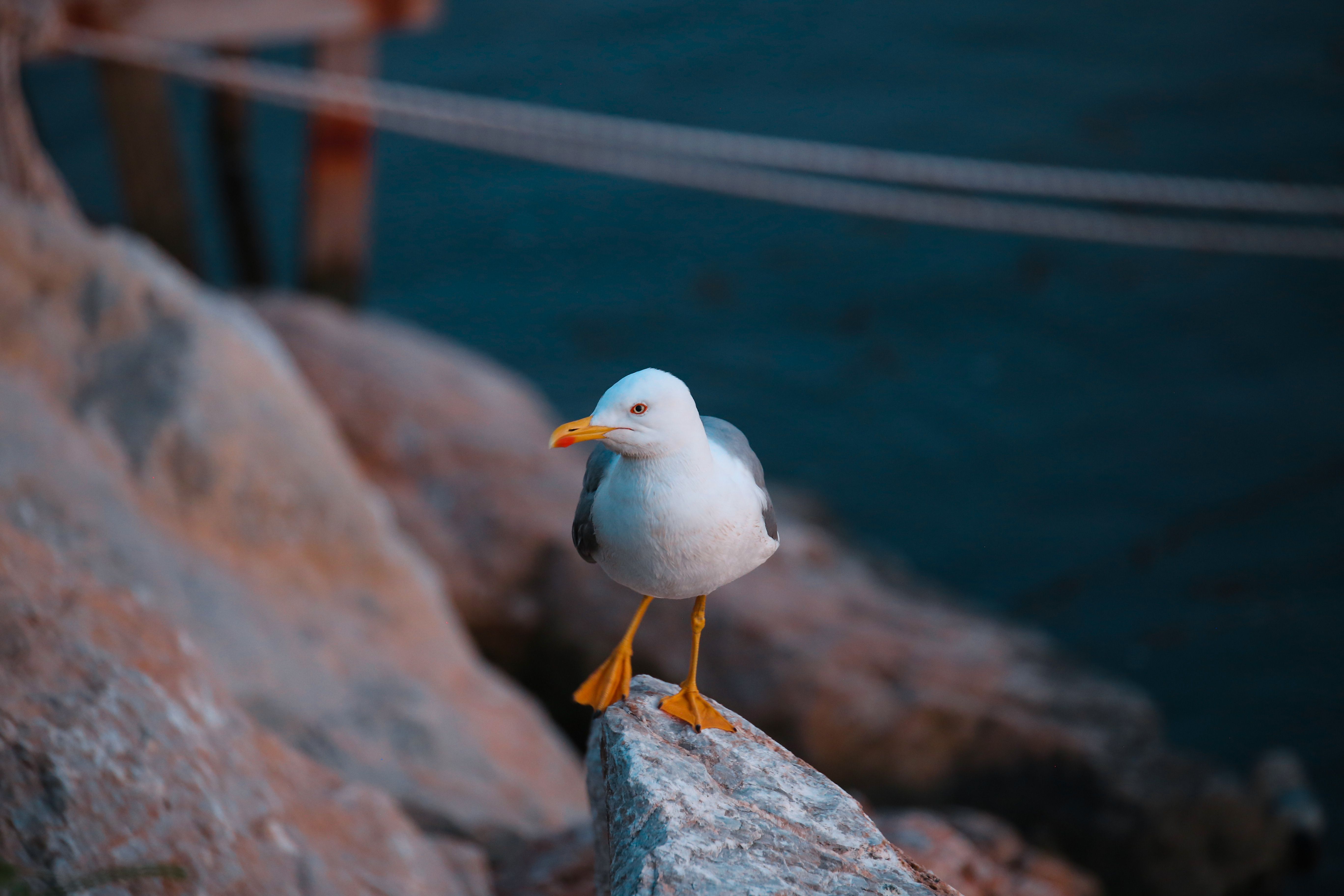 Seagull on Stone · Free Stock Photo