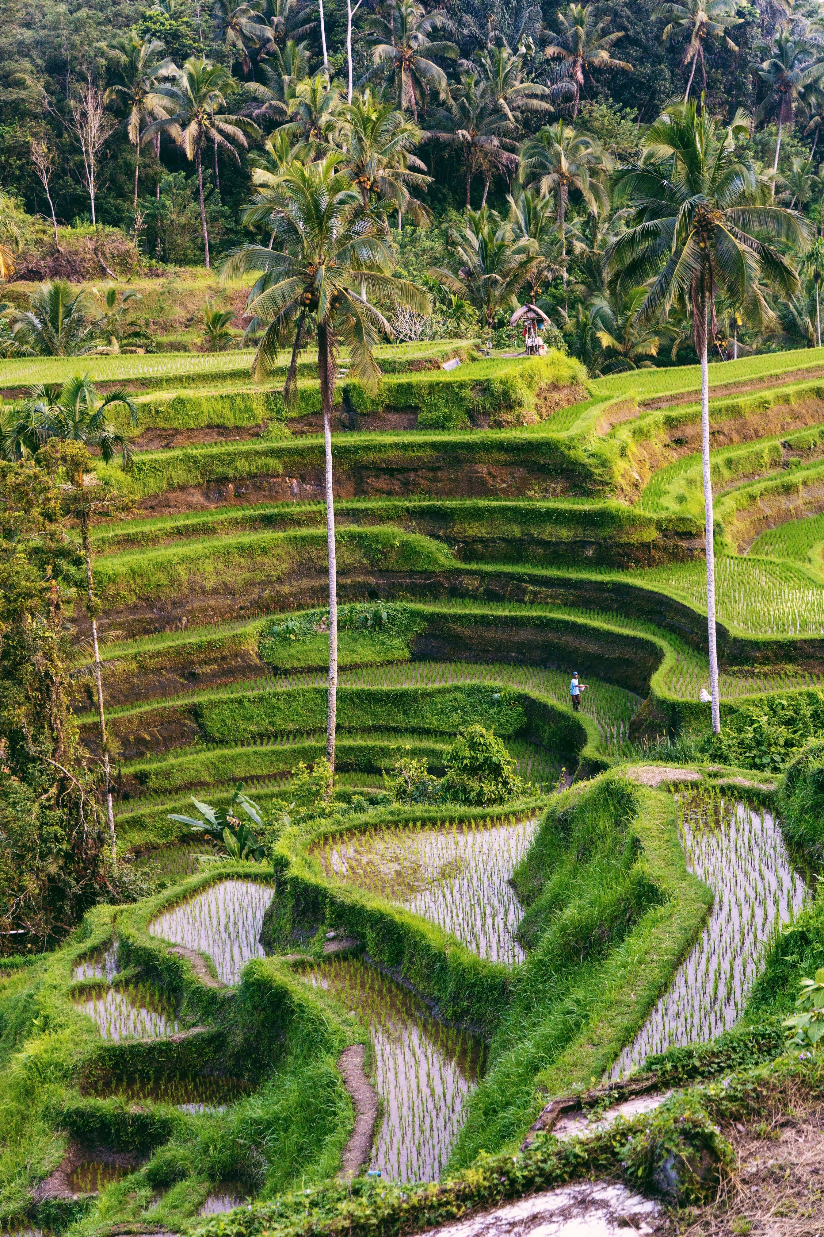 Aerial View of Terraced Rice Fields in Bali · Free Stock Photo