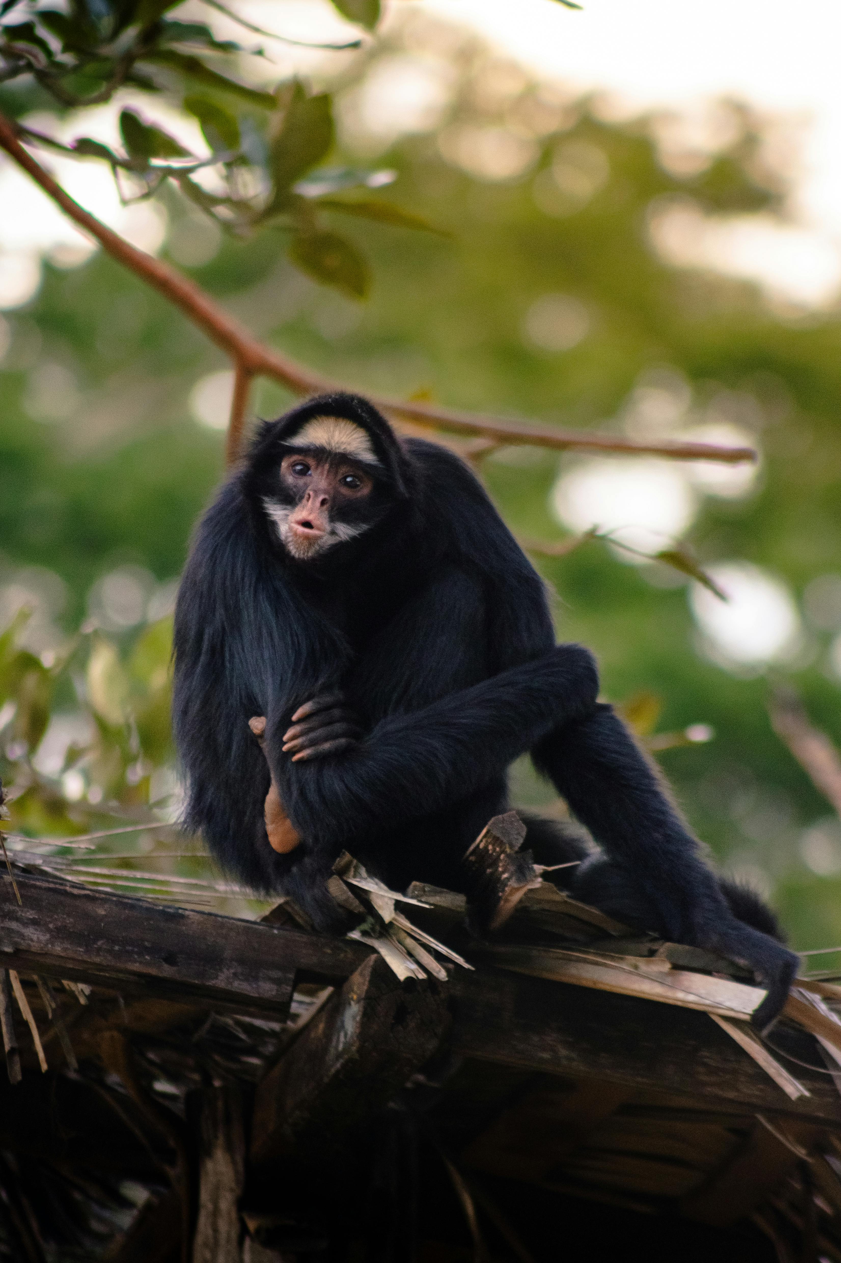 White-cheeked Spider Monkey Sitting on the Roof · Free Stock Photo