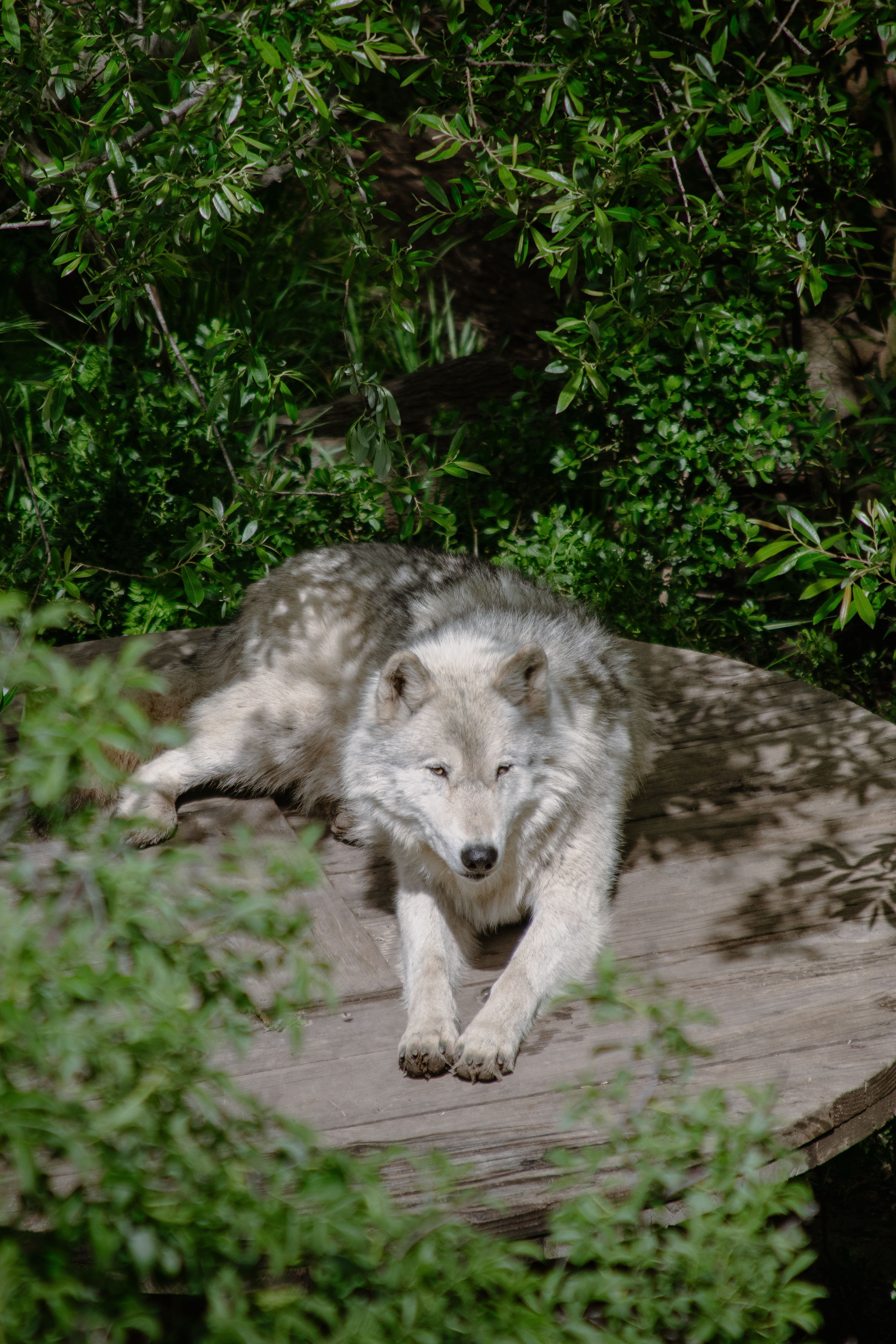Wolf in Summer · Free Stock Photo