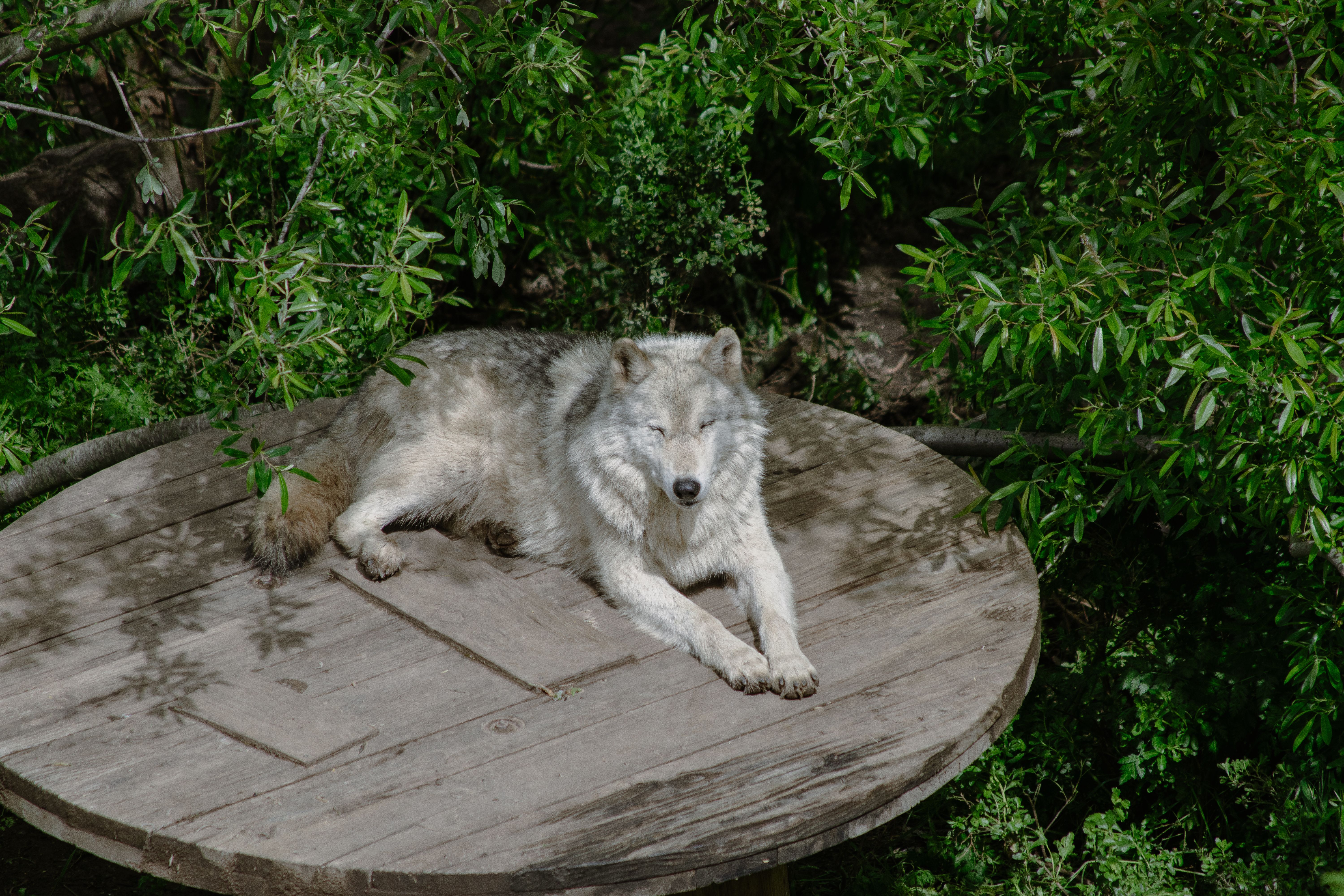 Photo of a Wolf Lying on a Wooden Platform by the Bushes · Free Stock Photo