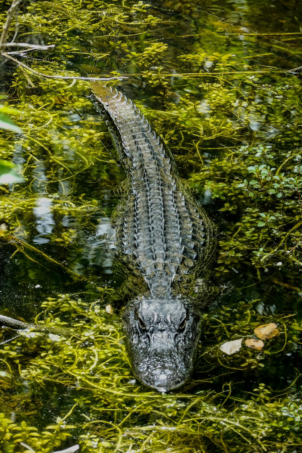 Swamp Photos, Download The BEST Free Swamp Stock Photos & HD Images